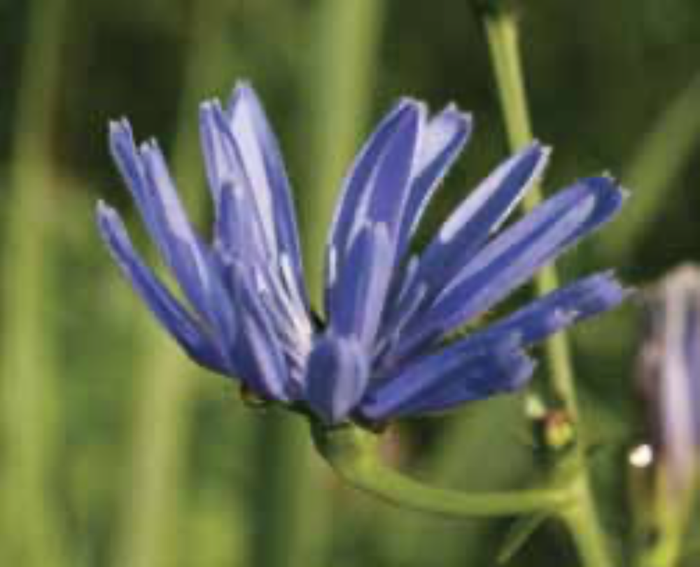 A Day in the Life of a Chicory Flower — The Nature Institute