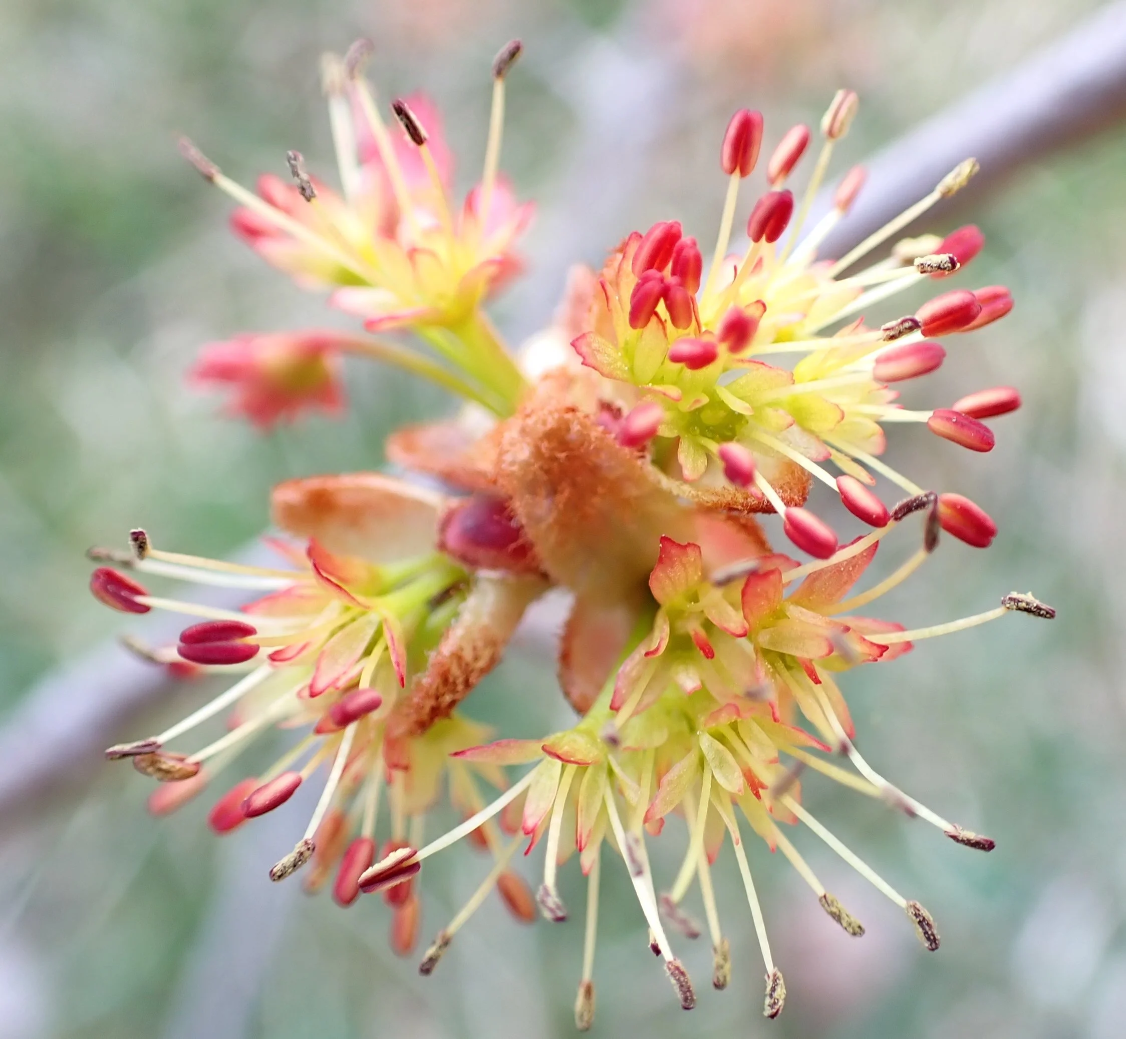 In Context 51 — The Nature Institute