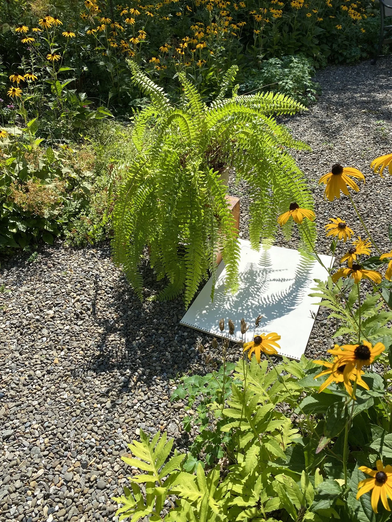 Shadows and the Sun — The Nature Institute