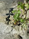 Shadows and the Sun — The Nature Institute