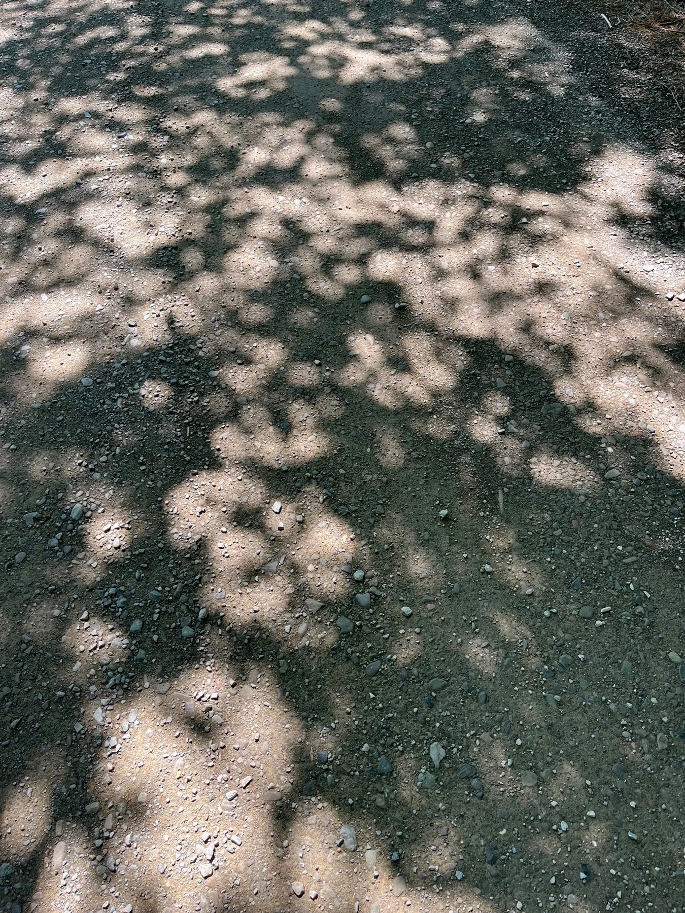 Shadows and the Sun — The Nature Institute