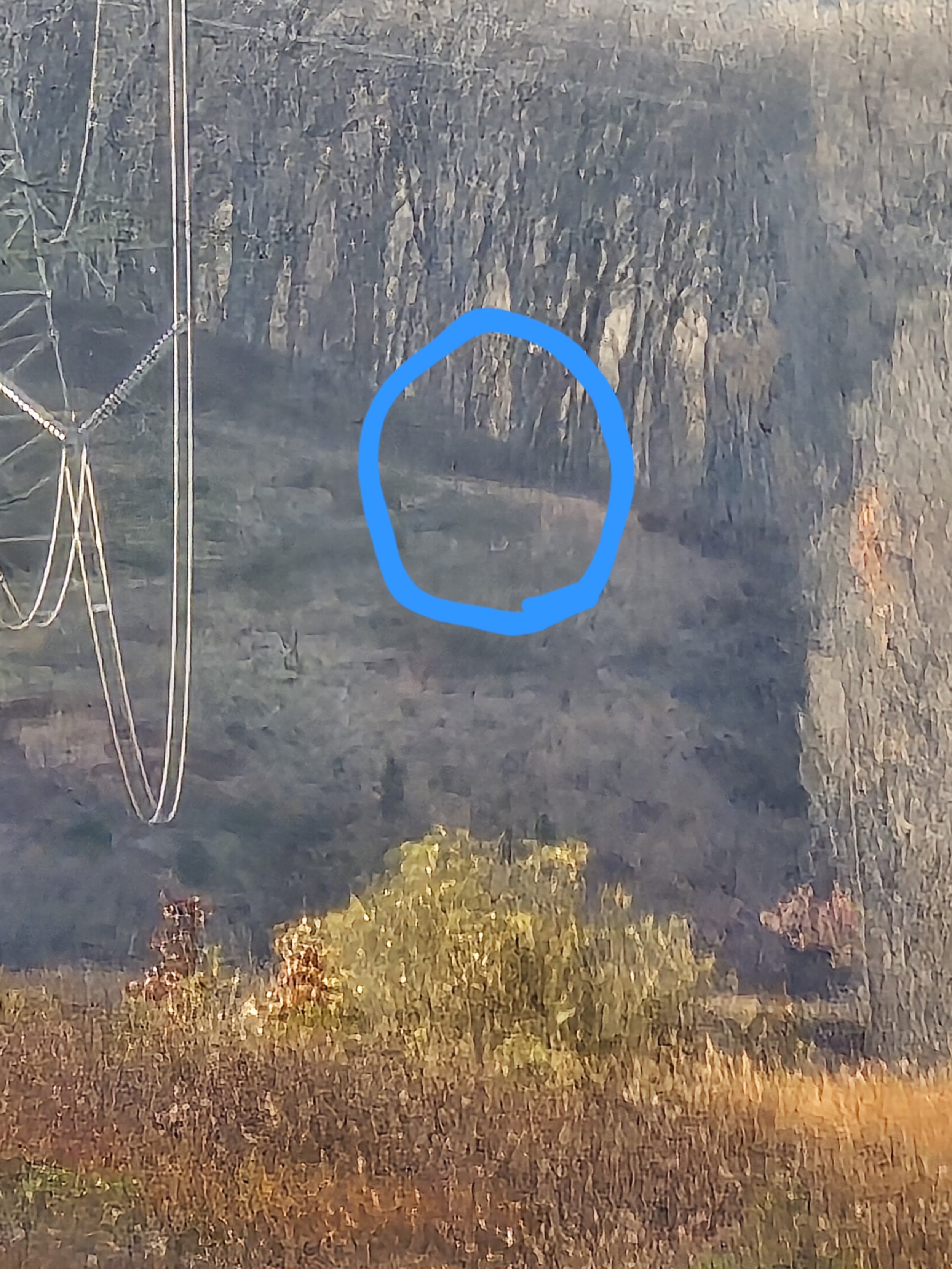 Creature Along the Appalachian Trail — Strange Familiars