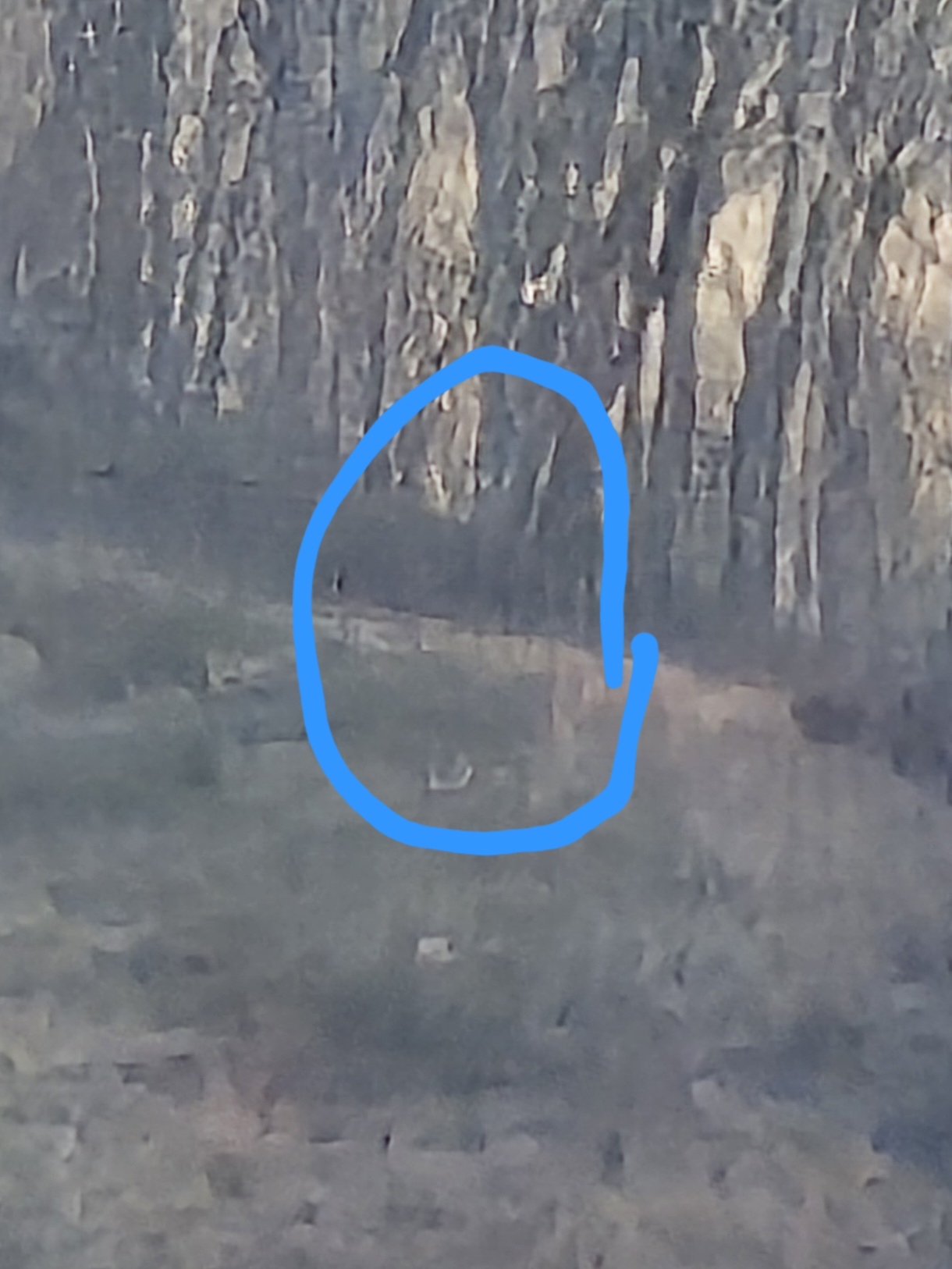 Creature Along the Appalachian Trail — Strange Familiars