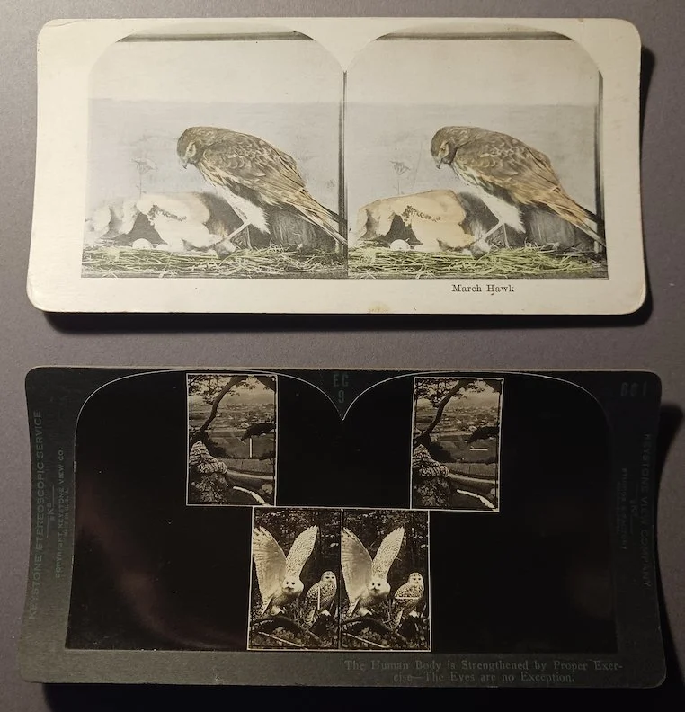 The Sluagh (with Monster Fuzz) — Strange Familiars