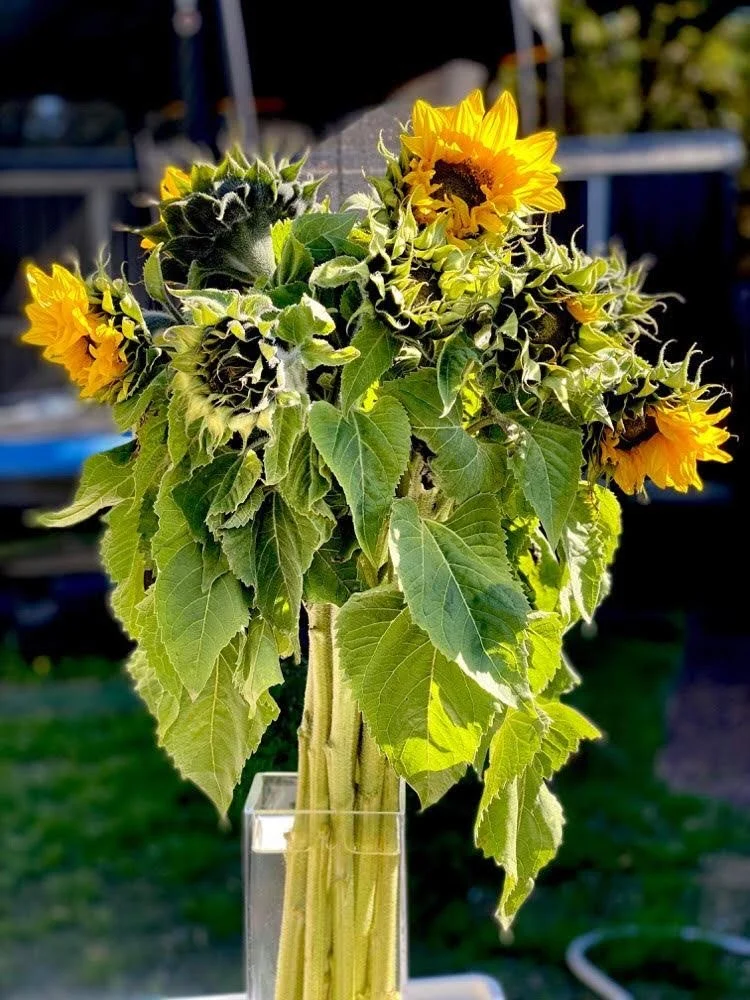 CLASSES — Stephie Clark