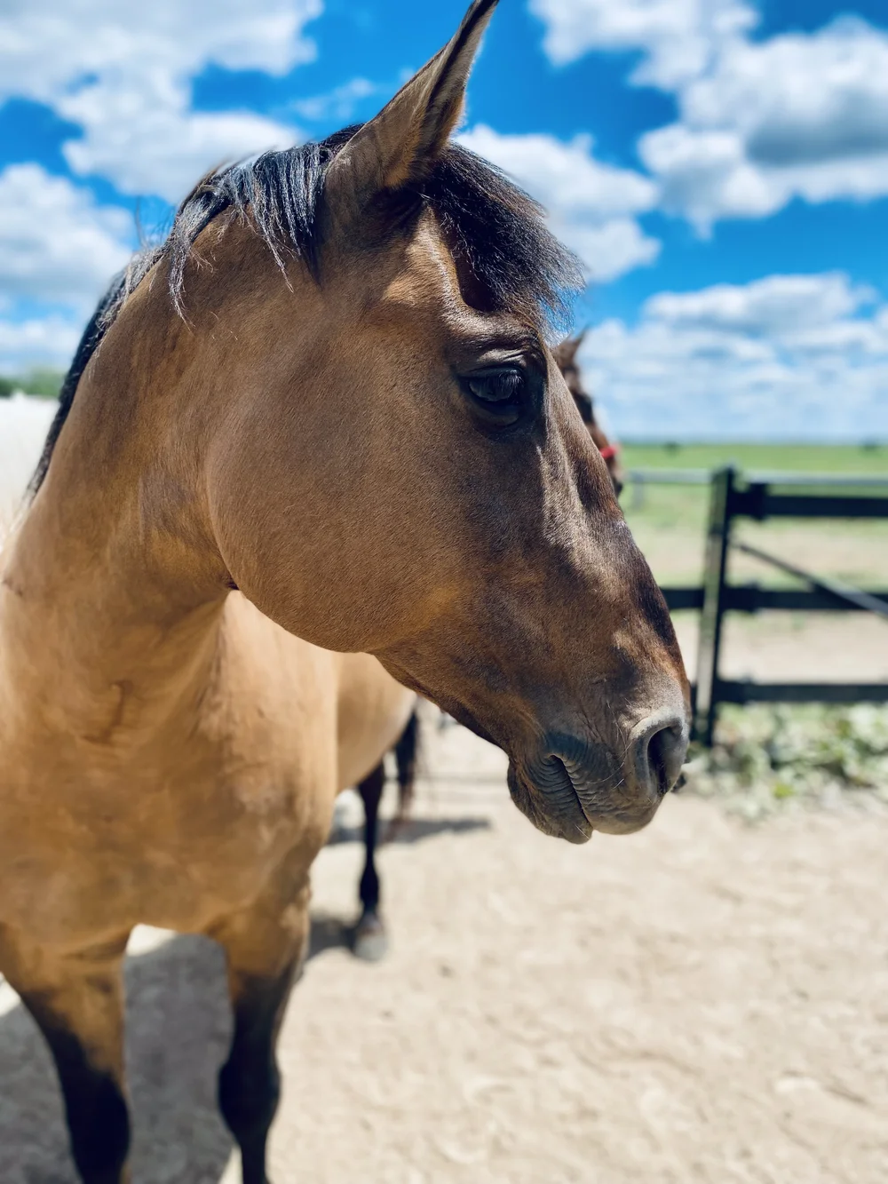 Meet the "Staff" — Dizzy Jay Farm