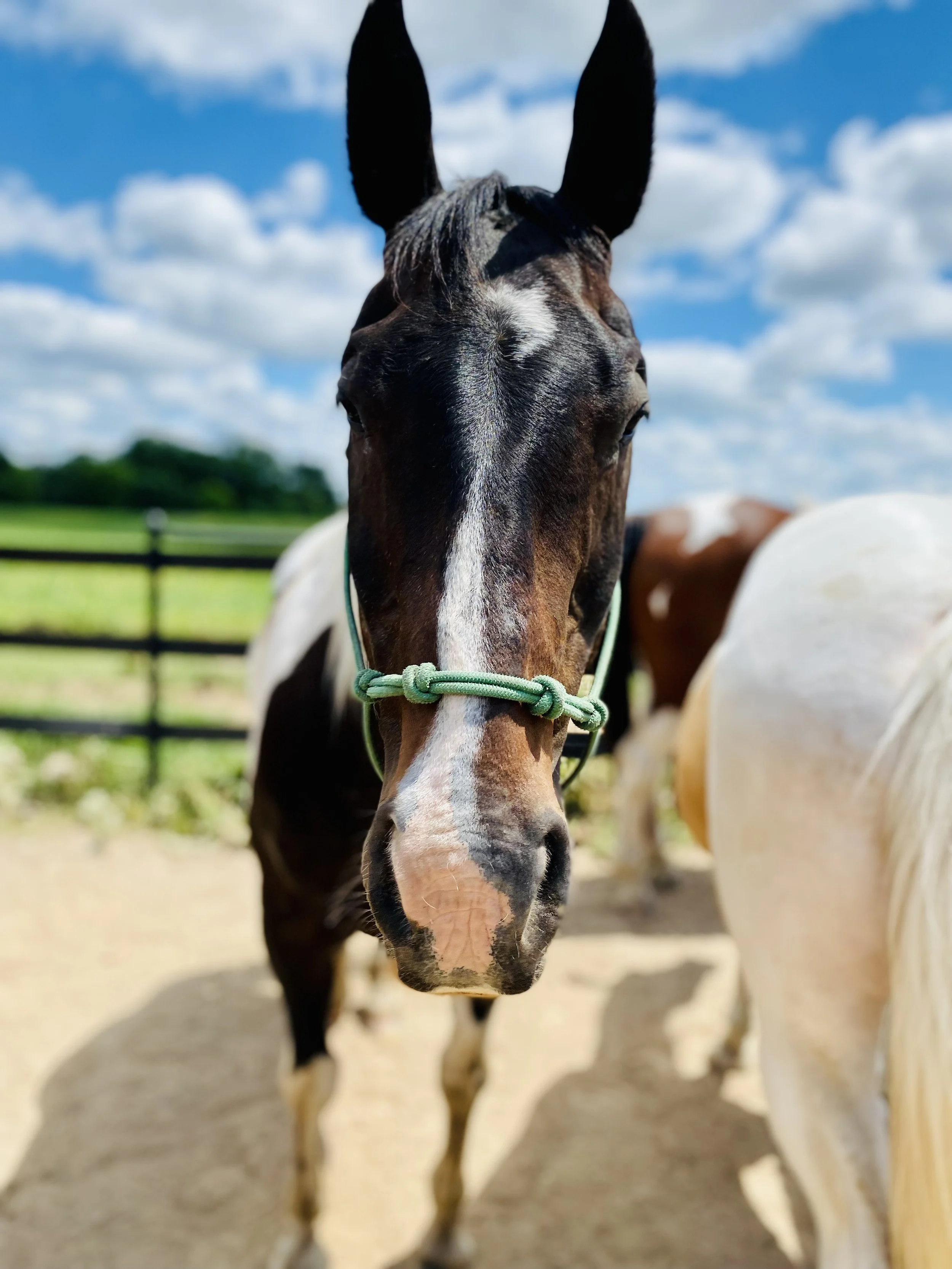 Meet the "Staff" — Dizzy Jay Farm