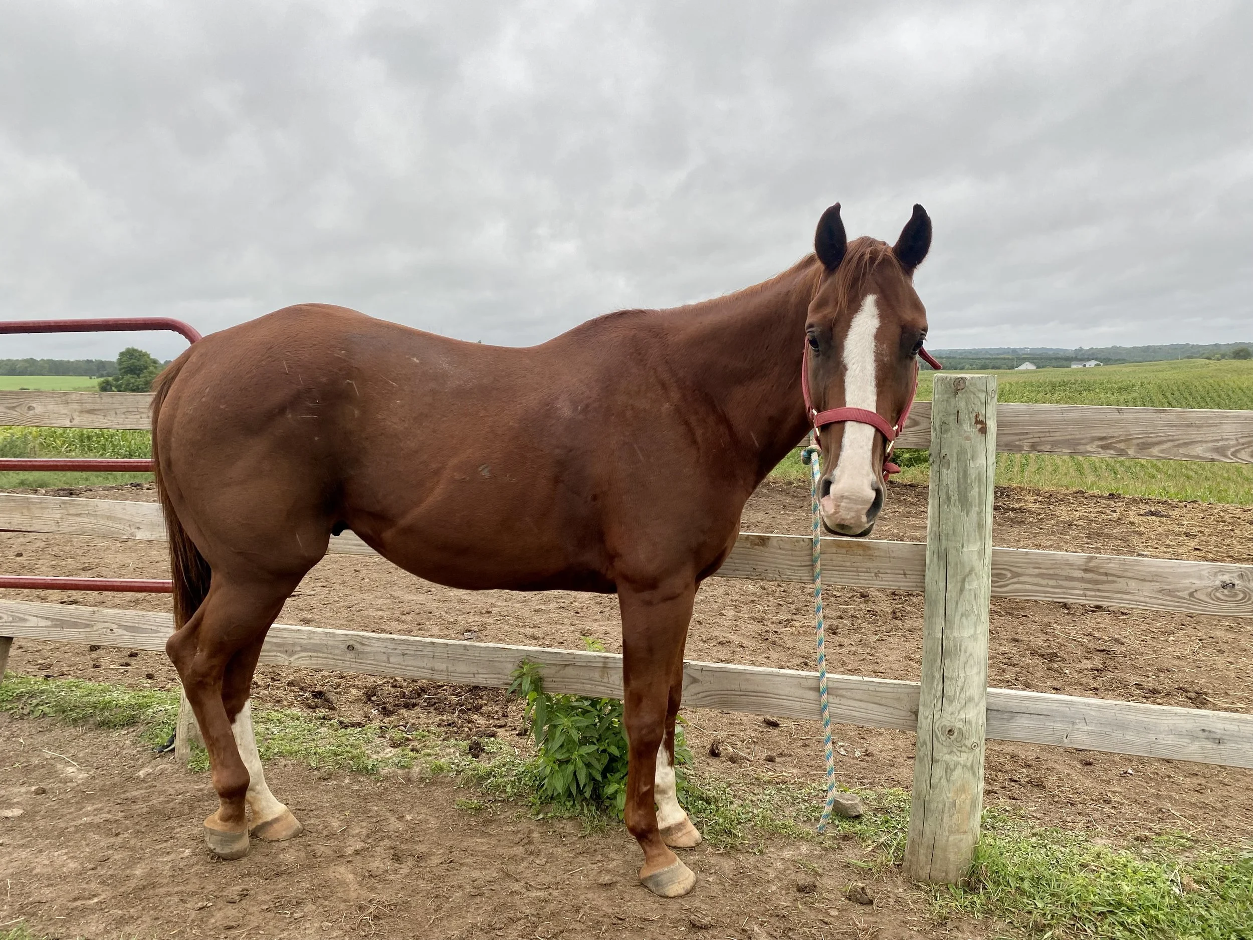 Meet the "Staff" — Dizzy Jay Farm