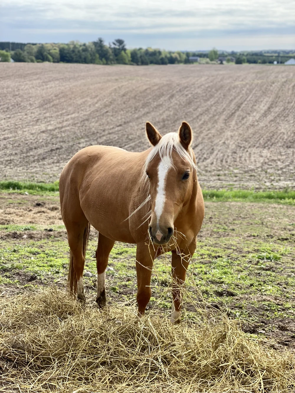 Meet the "Staff" — Dizzy Jay Farm