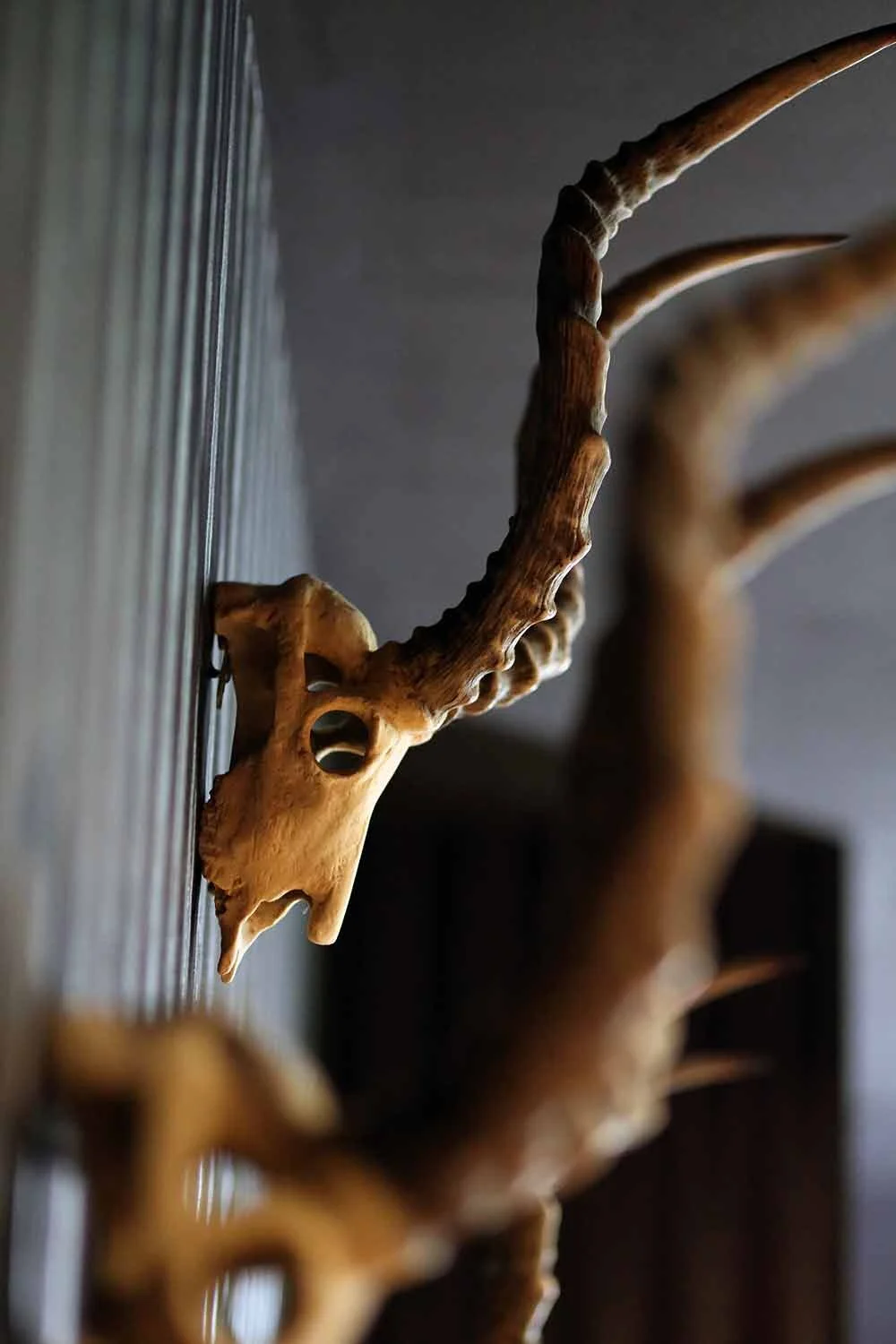 Toro Toro - Newest Latin Steakhouse in Fort Worth, Texas