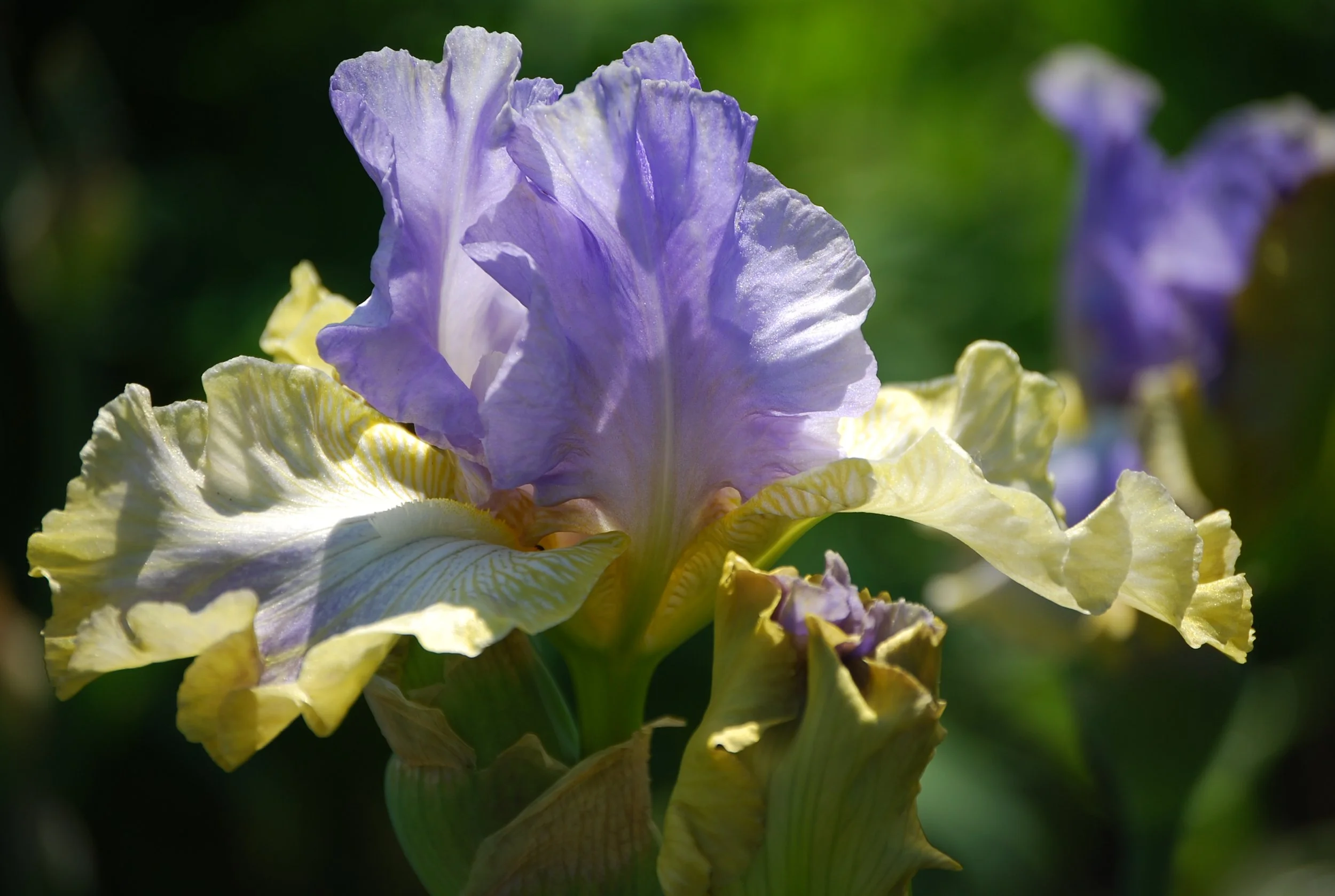 Dr. Steven Sandberg-Lewis — Hive Mind Medicine