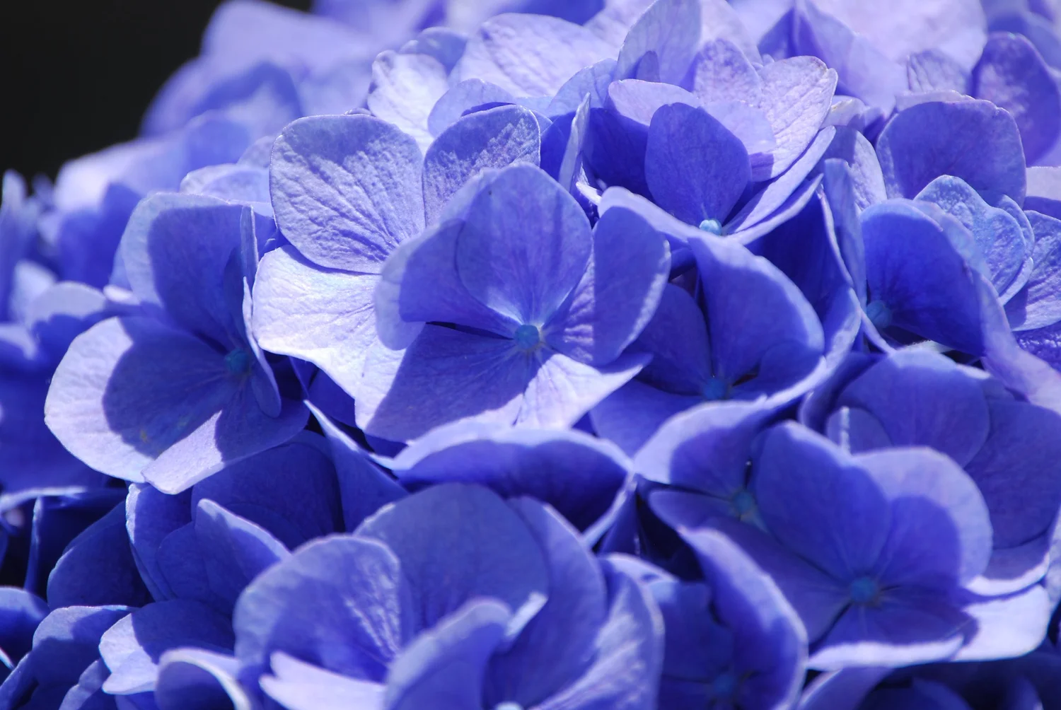 Meet the Team — Hive Mind Medicine