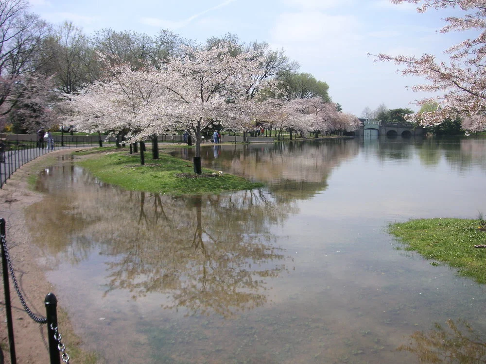 The Tidal Basin: An Endangered National Treasure — Trust for the ...