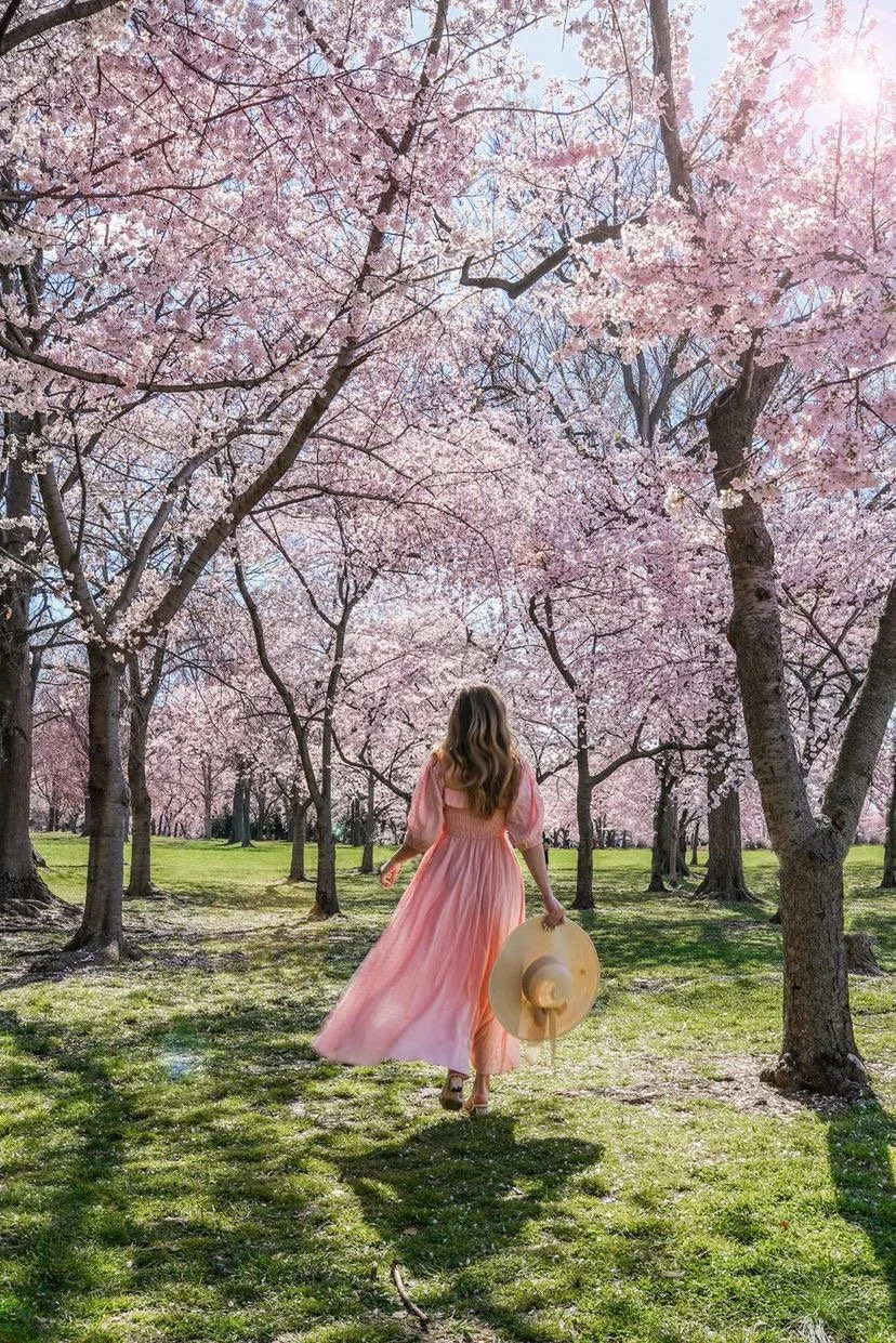 Cherry Blossoms on the Mall — Trust for the National Mall