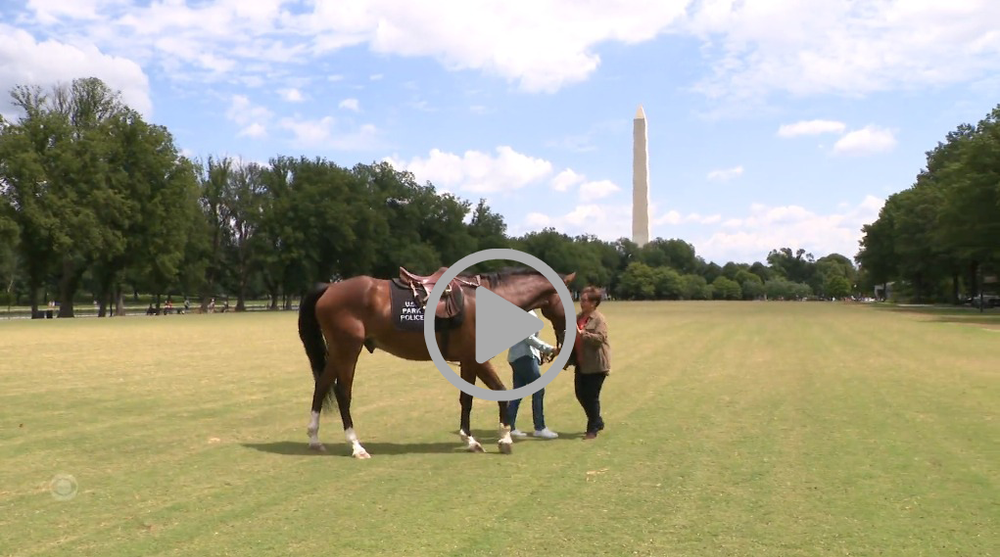 CBS: The Rise and Success of the First Black Female Billionaire Sheila ...