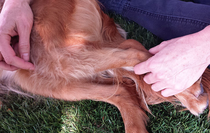 ACL Injury in Dogs — Taylor Holistic Vet