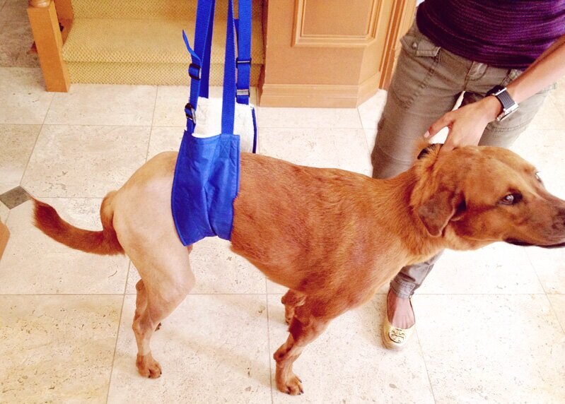 ACL Injury in Dogs