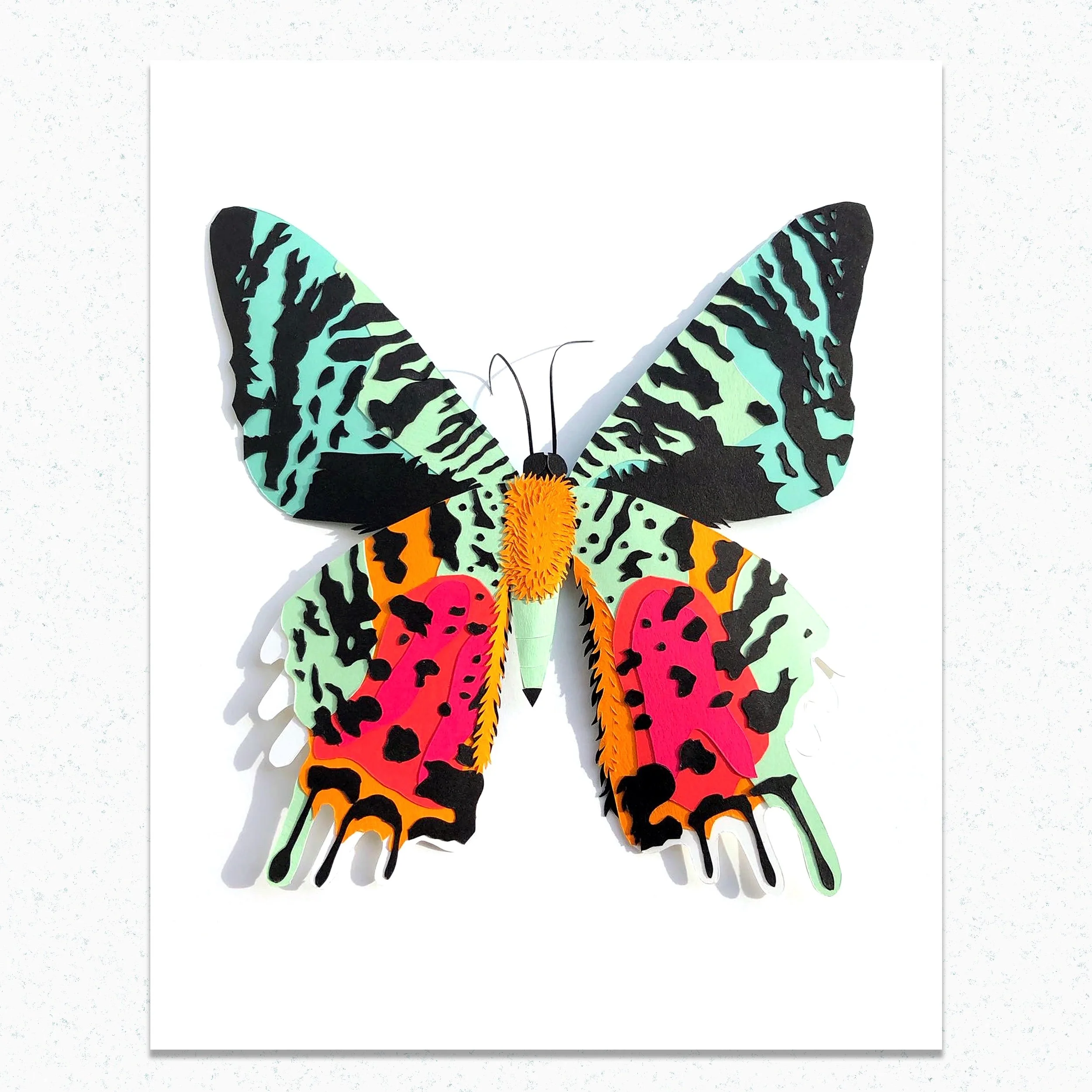Madagascan Sunset Moth