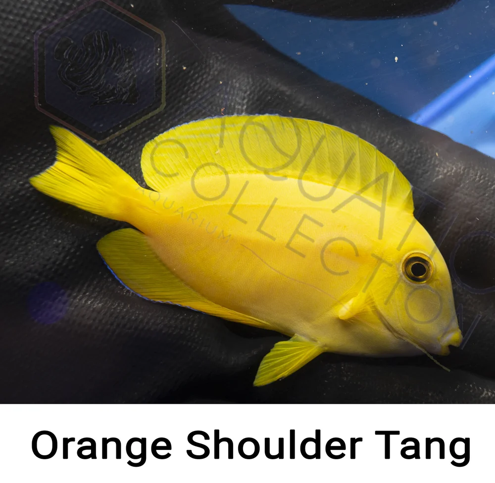 Orange Shoulder Tang Fish