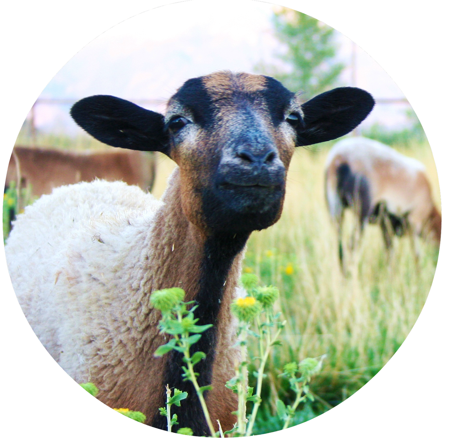 Tour the Farm Store with Kristin & Kristen — Nourish with Kristin