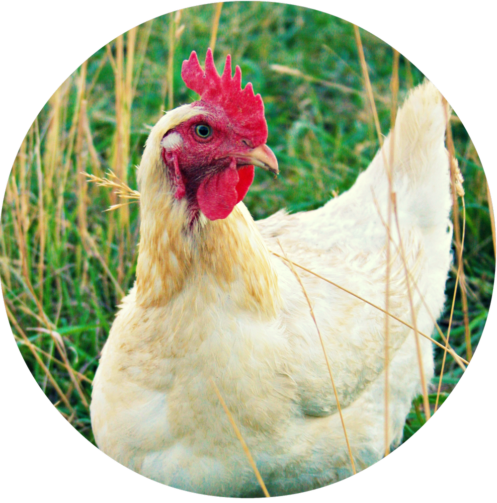 Tour the Farm Store with Kristin & Kristen — Nourish with Kristin