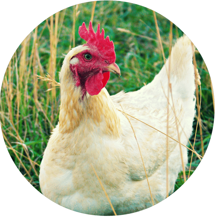 Tour the Farm Store with Kristin & Kristen — Nourish with Kristin