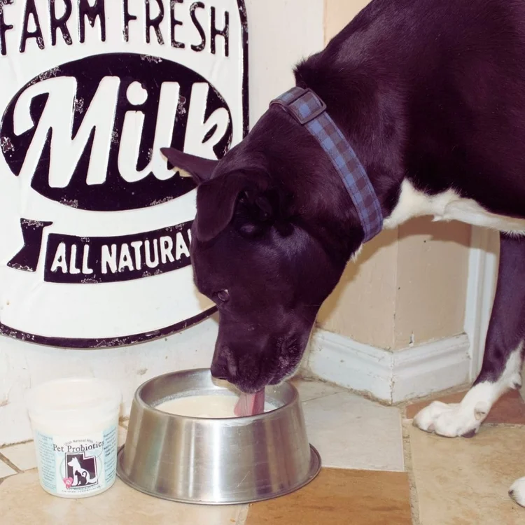 Kefir for Cats and Dogs: Wag your Tail for Gut Health! — Nourish with ...