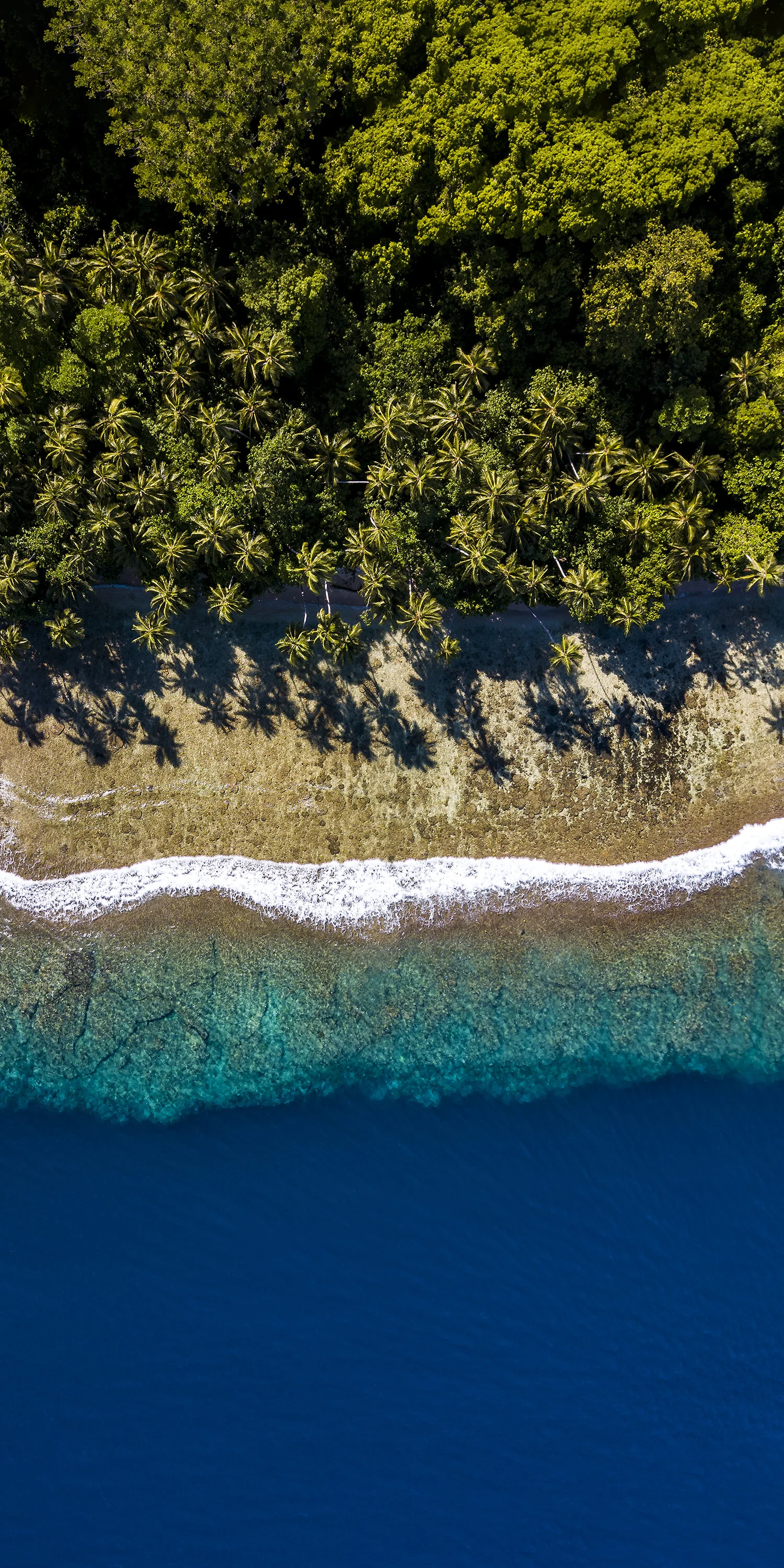 Jungle Reef — Wilderness Productions