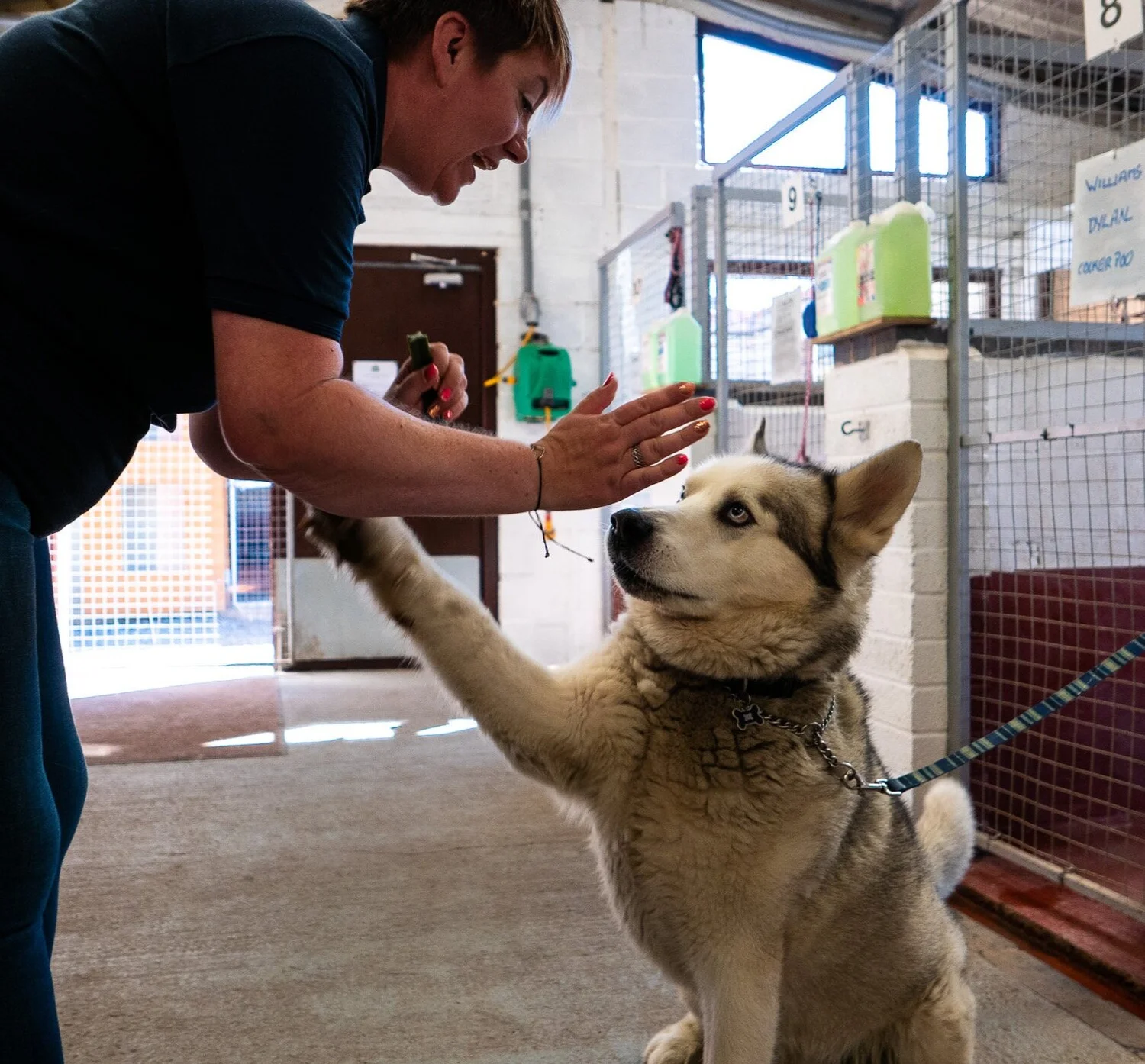 Are Kennels Ok For Dogs