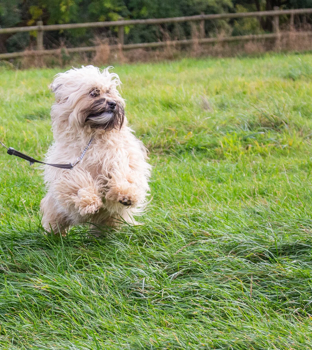 Gallery — Deansford Kennels