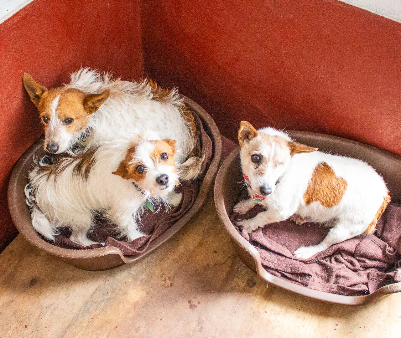 Gallery — Deansford Kennels