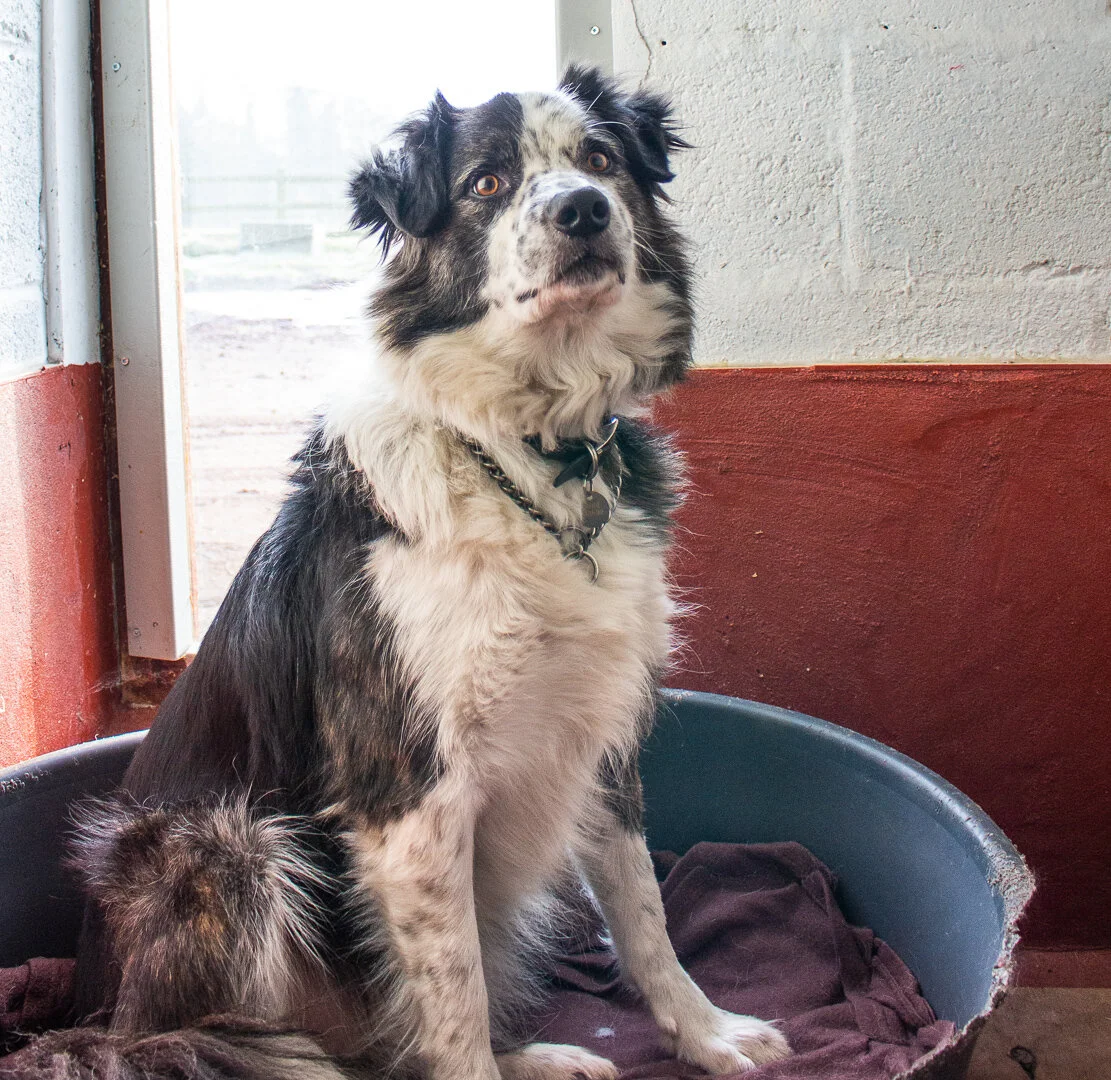 Gallery — Deansford Kennels