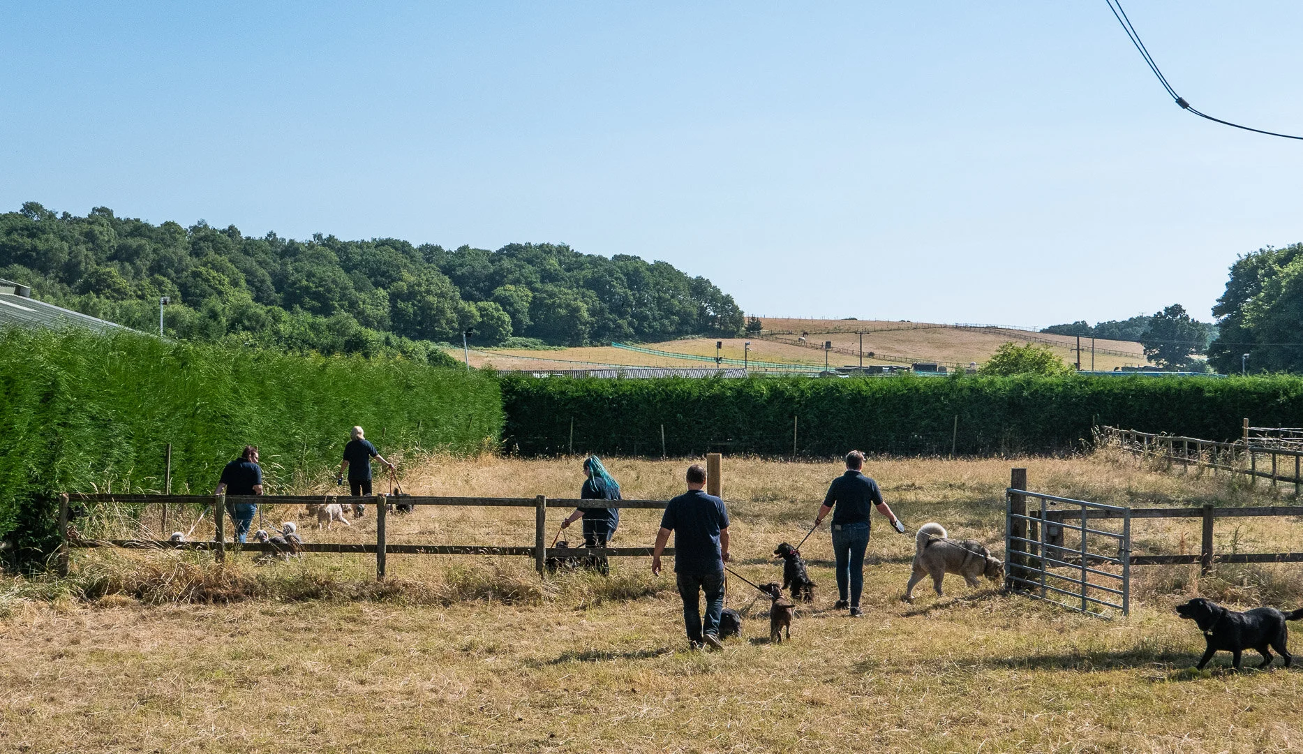 Gallery — Deansford Kennels