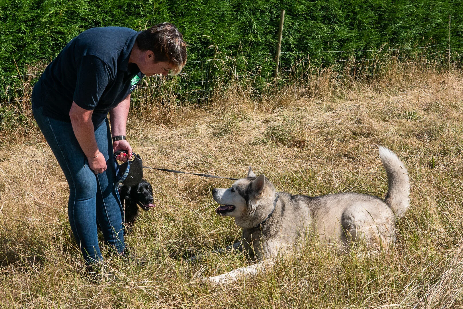 Gallery — Deansford Kennels