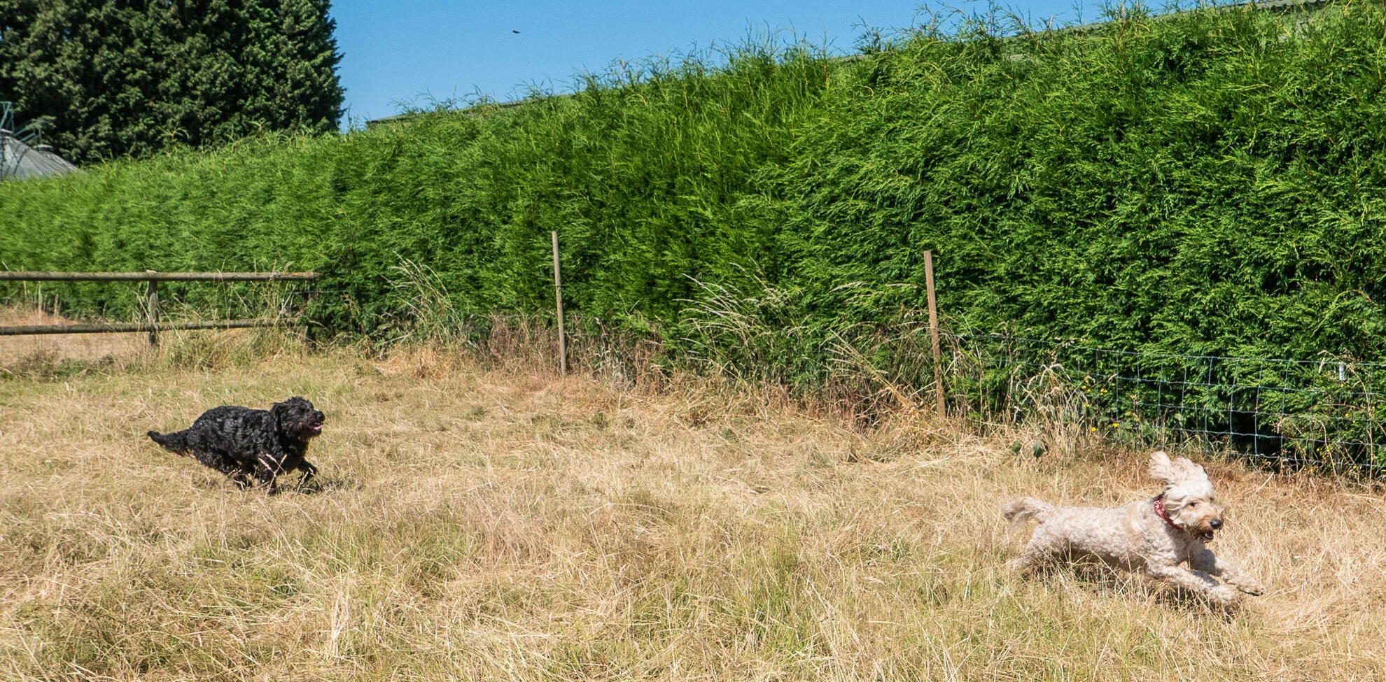 Gallery — Deansford Kennels