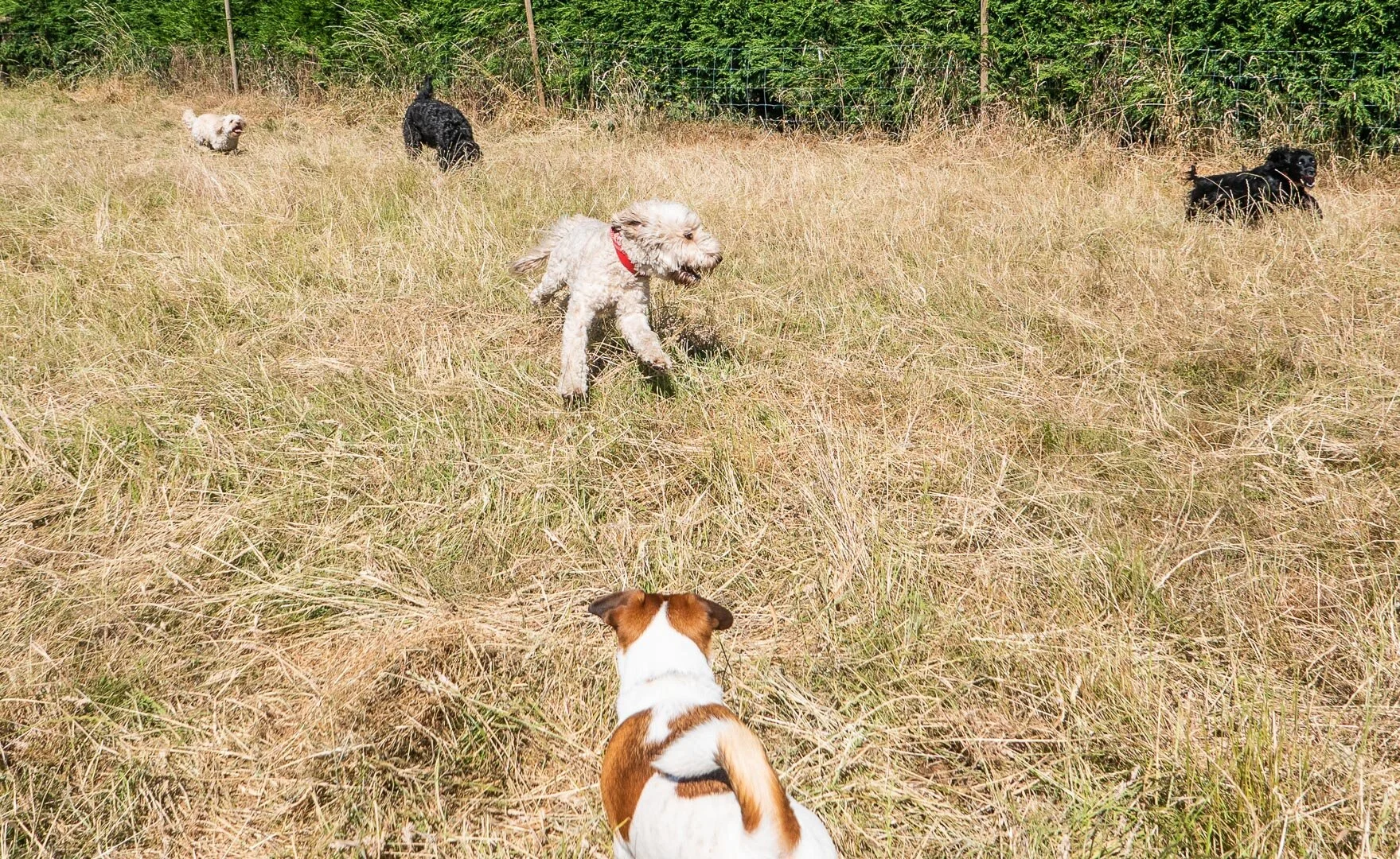 Gallery — Deansford Kennels