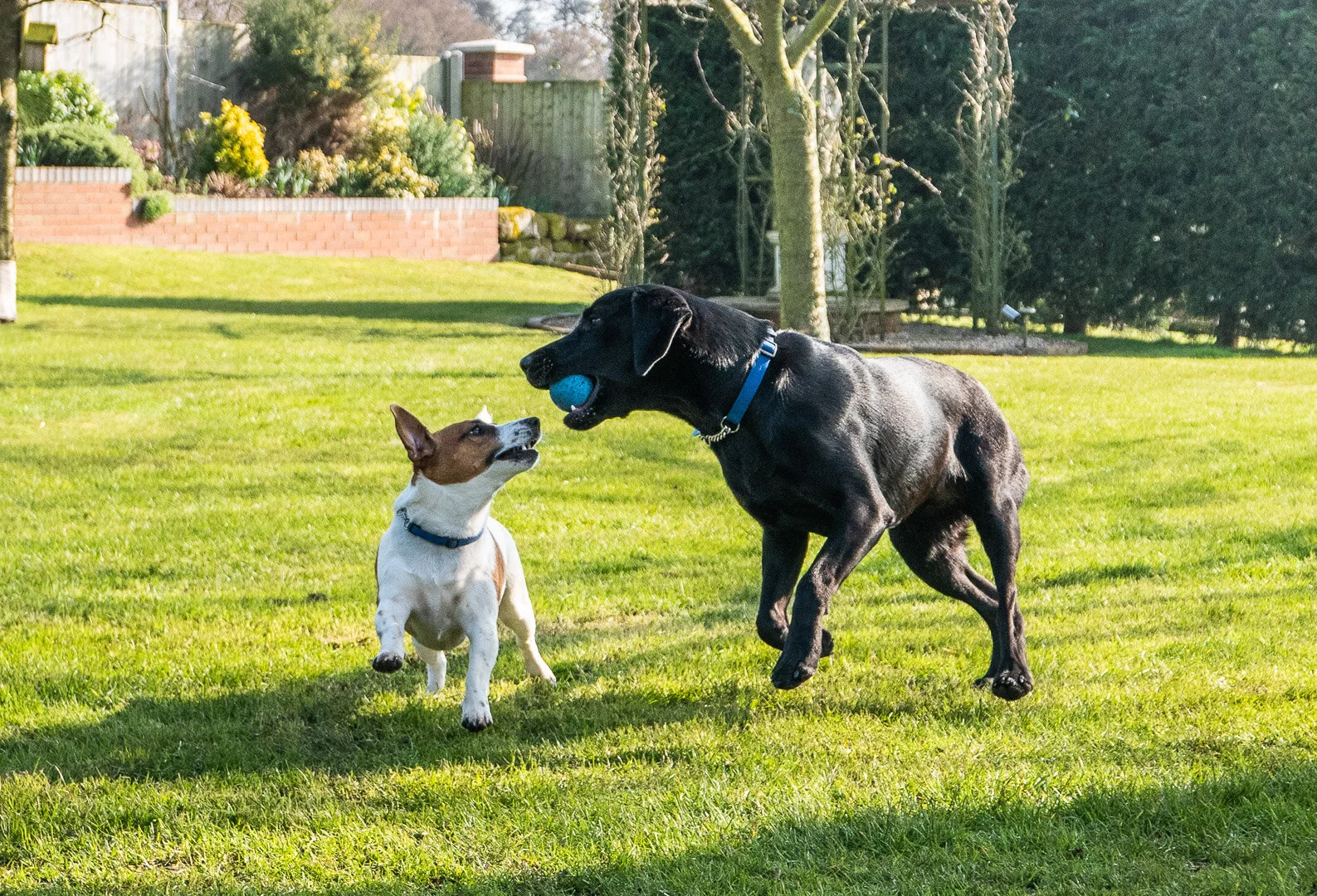 Gallery — Deansford Kennels