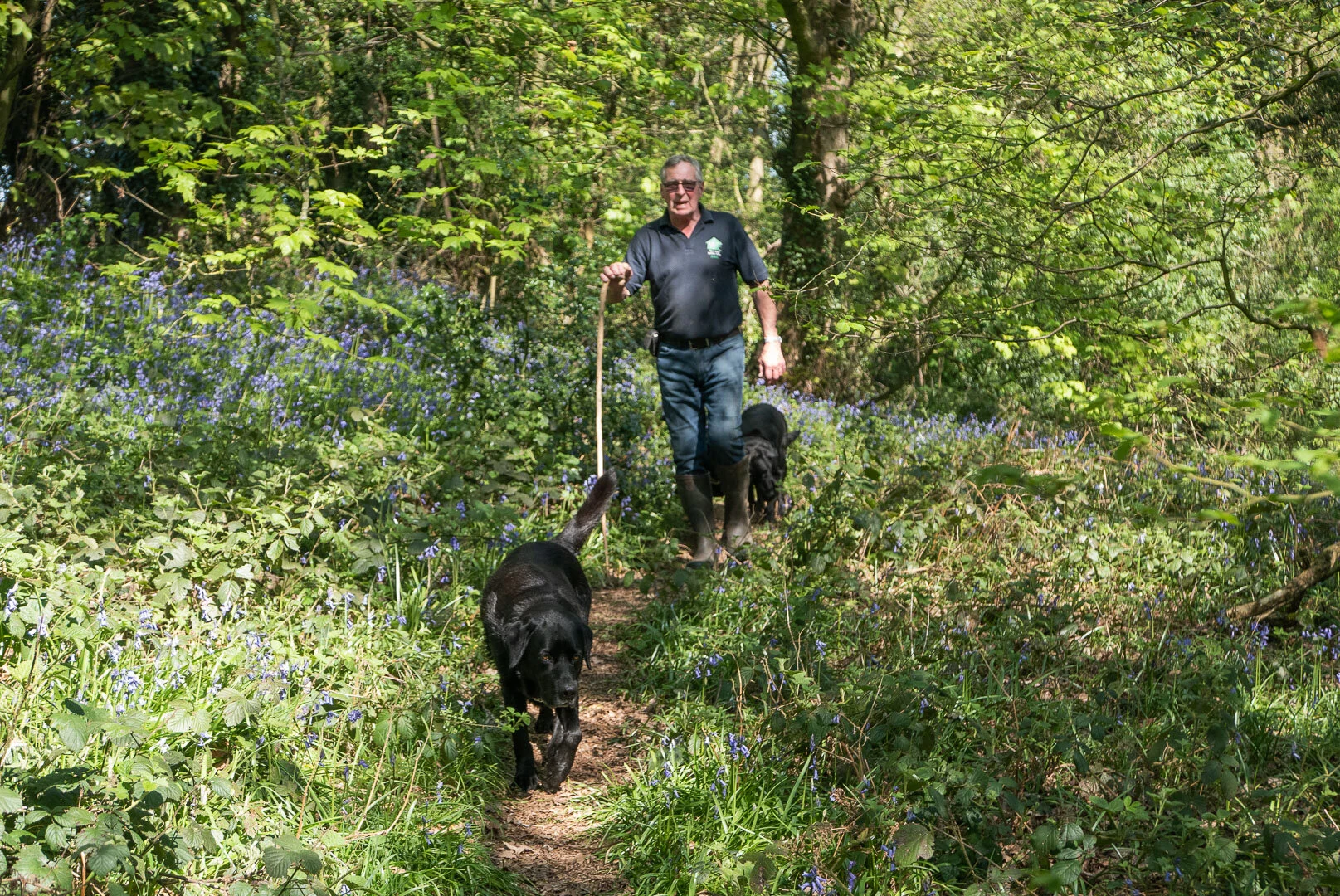 Gallery — Deansford Kennels