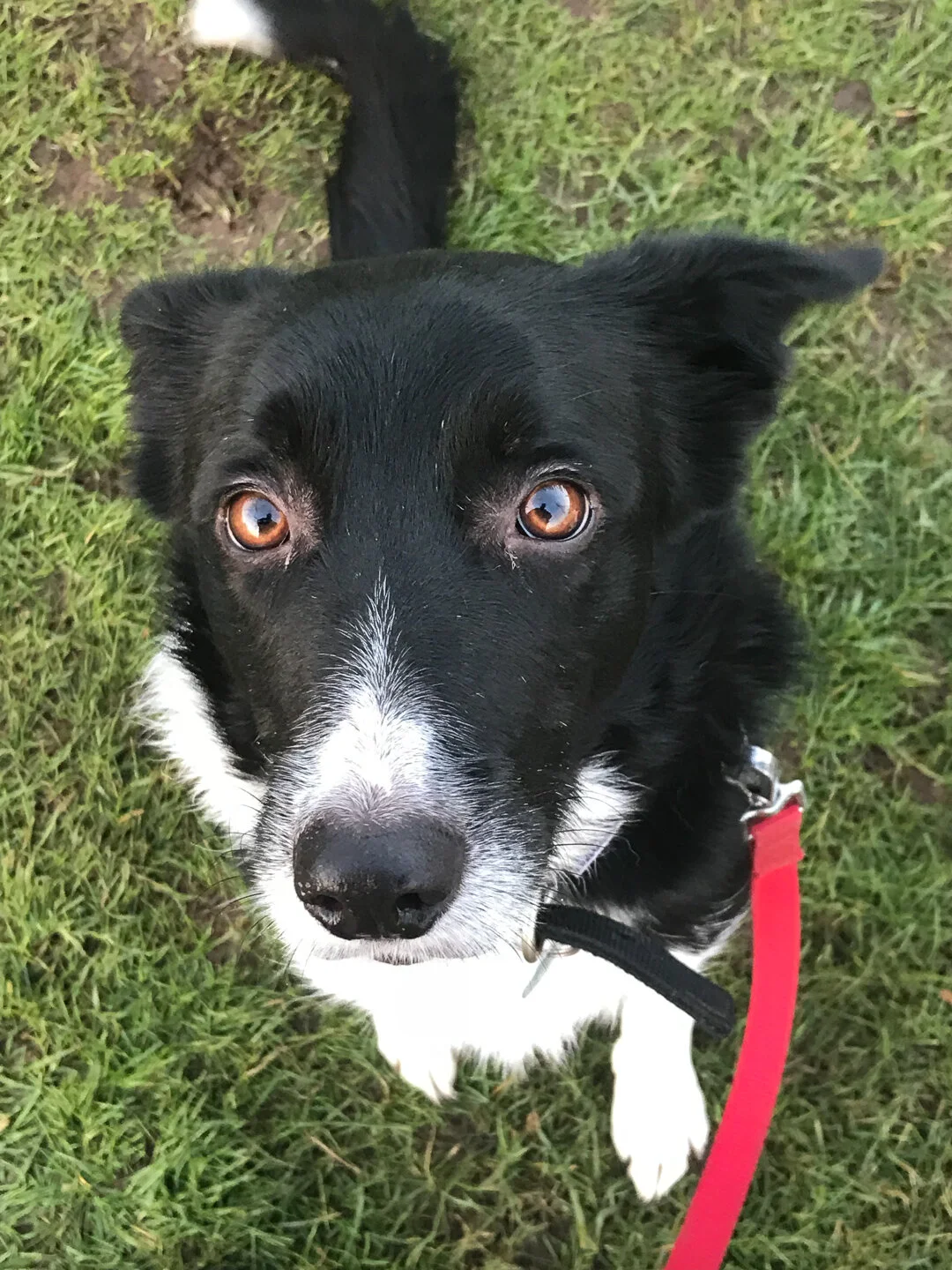 Gallery — Deansford Kennels