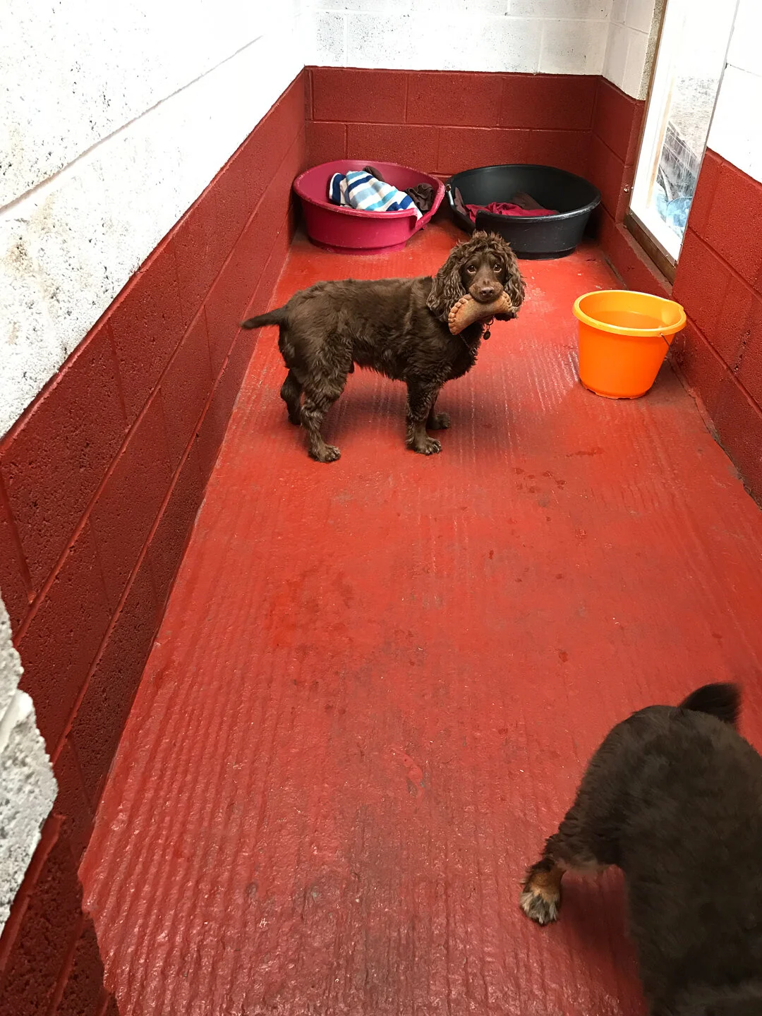 Gallery — Deansford Kennels