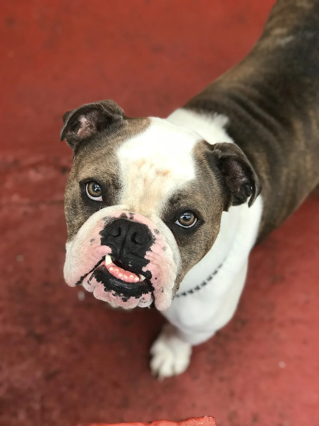 Gallery — Deansford Kennels