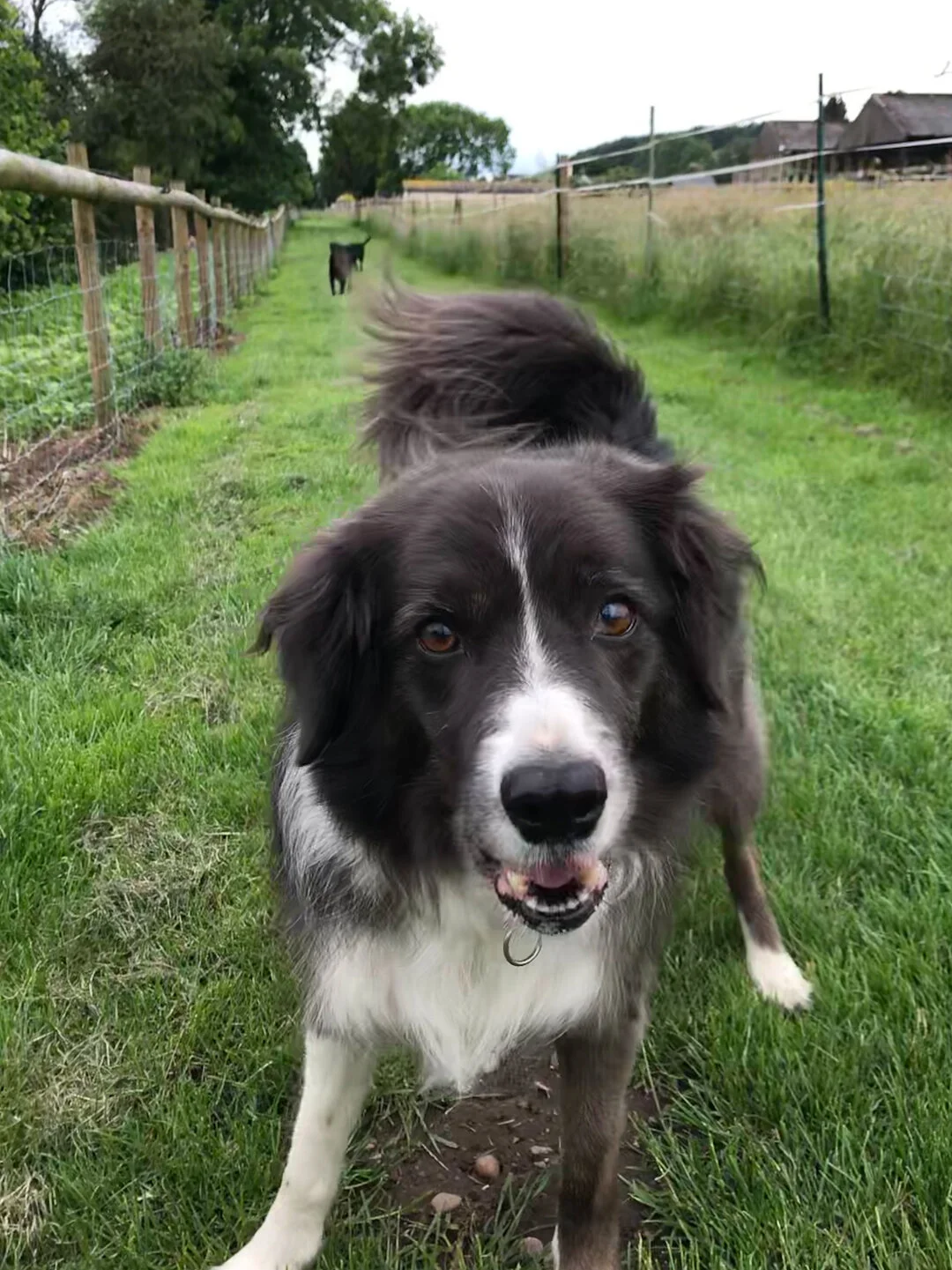 Gallery — Deansford Kennels