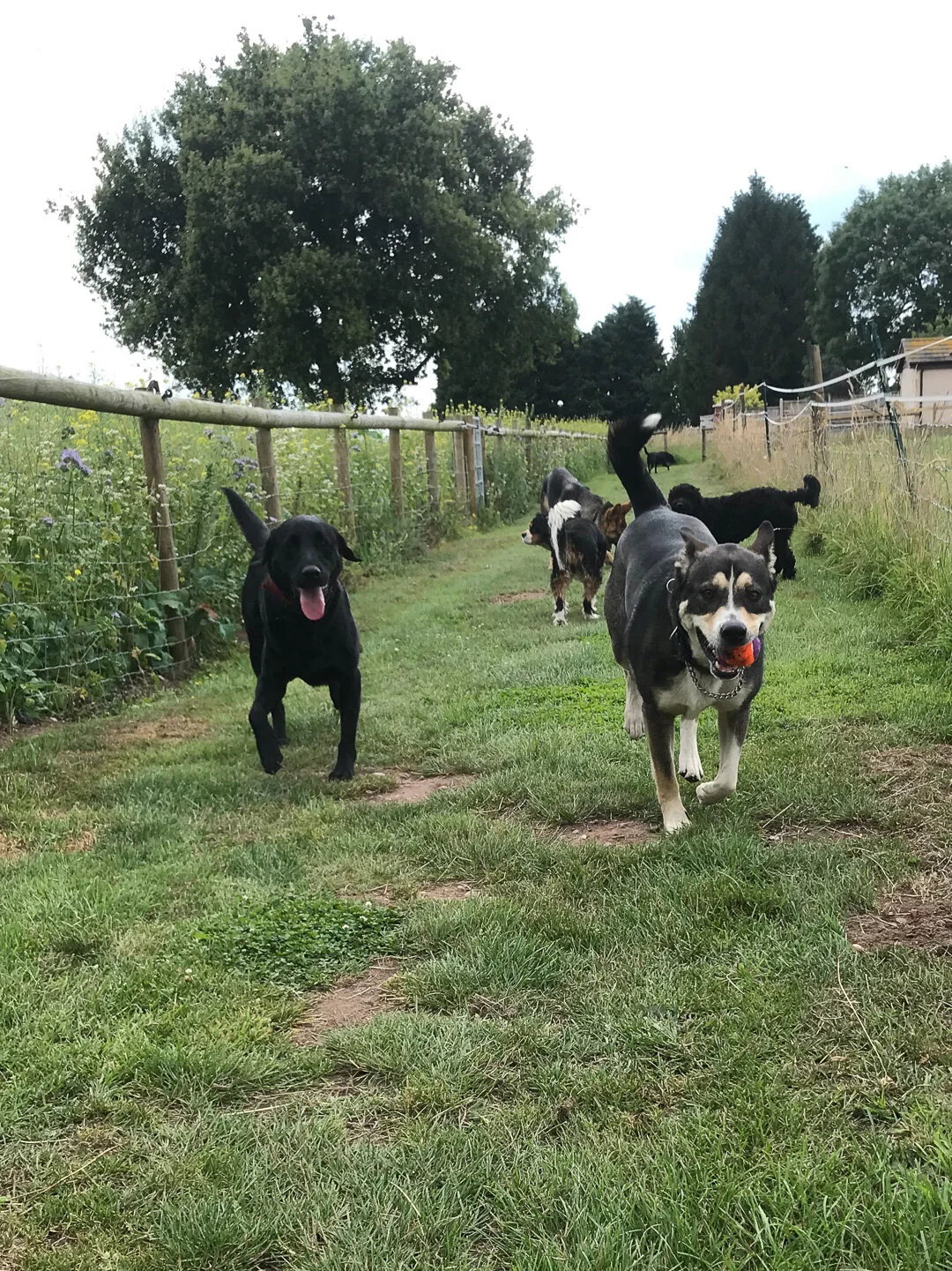 Gallery — Deansford Kennels
