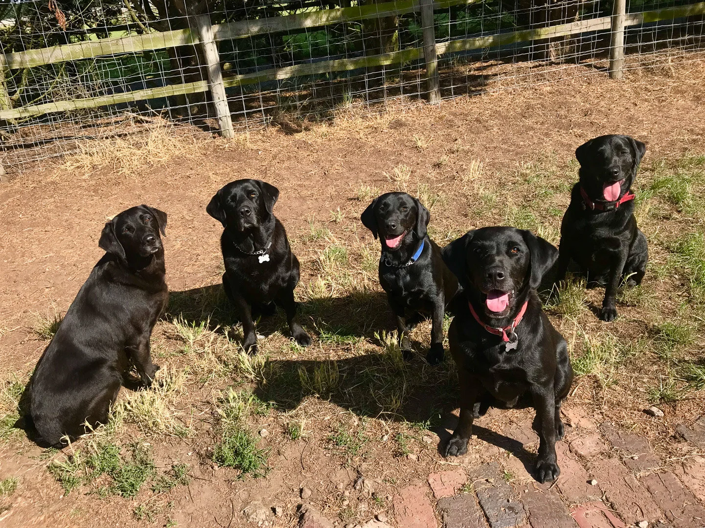 Gallery — Deansford Kennels