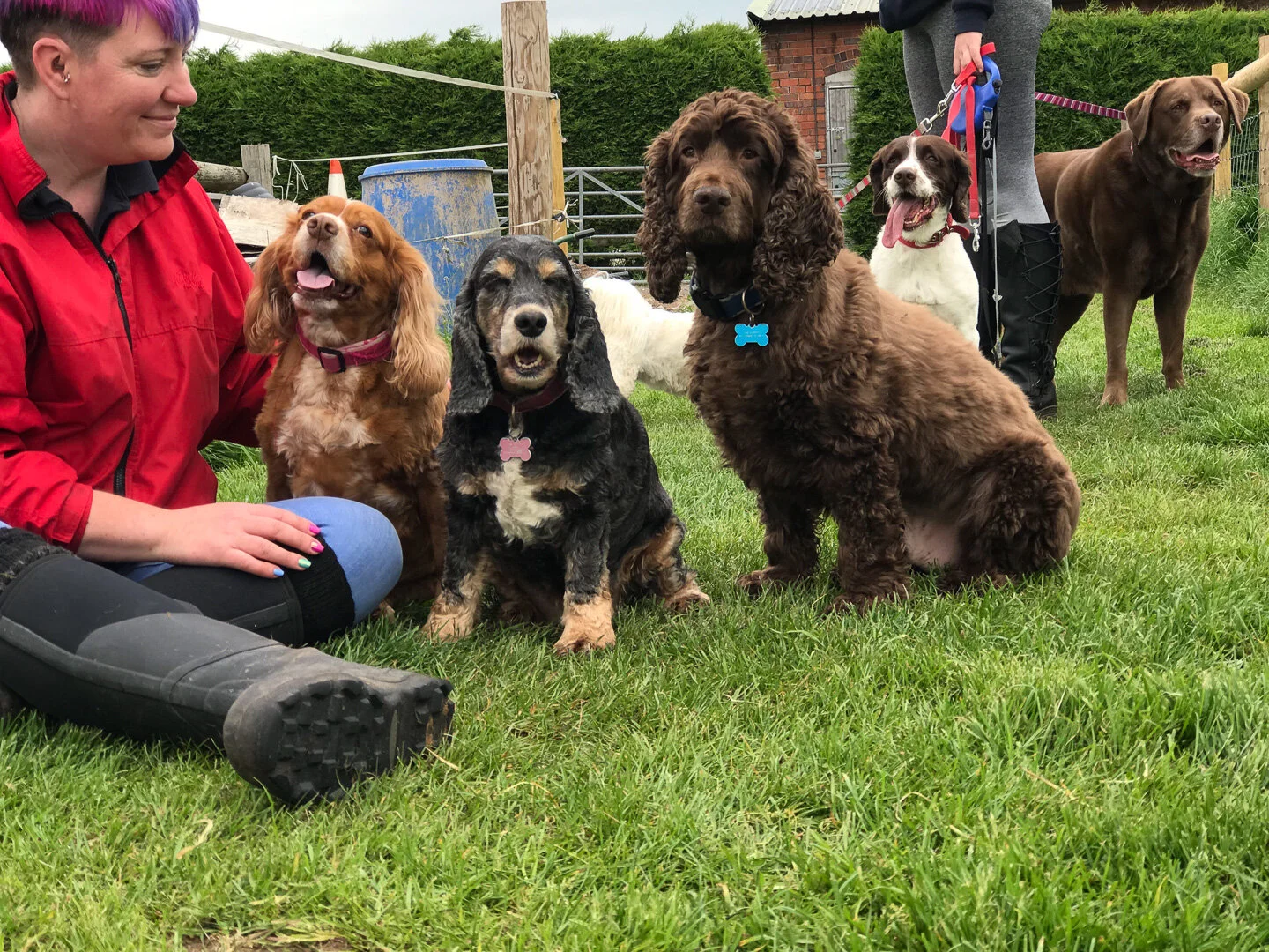 Gallery — Deansford Kennels