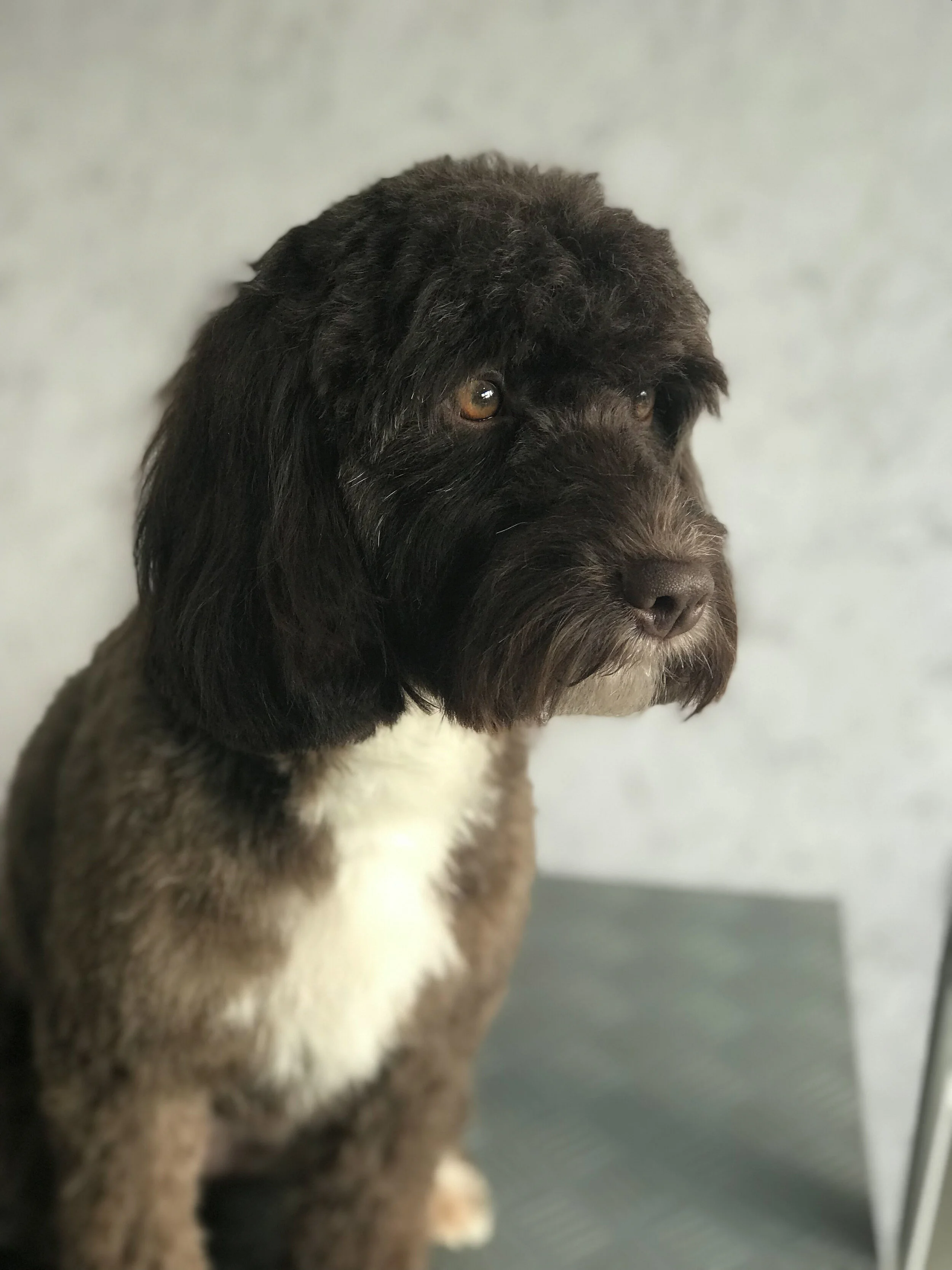 Do Jackapoos Need Grooming