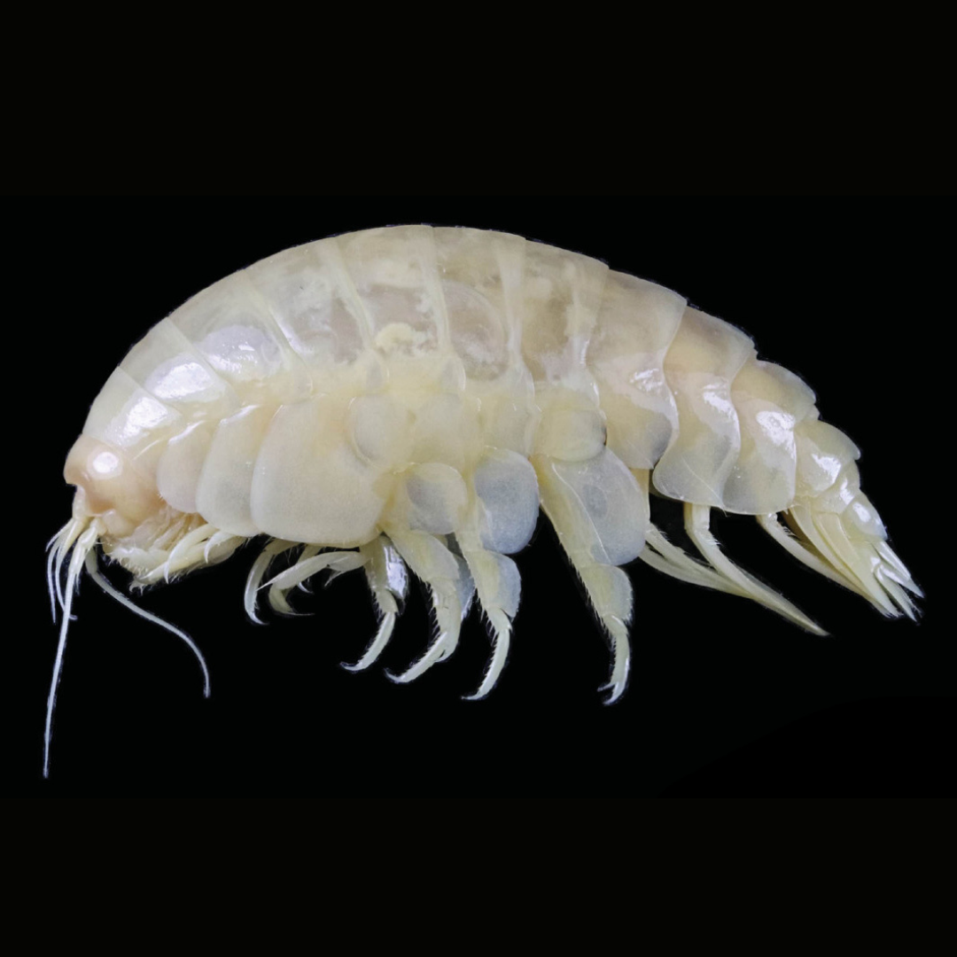 The Deep-Sea Podcast – Genetics with Heather Ritchie and Johanna Weston ...