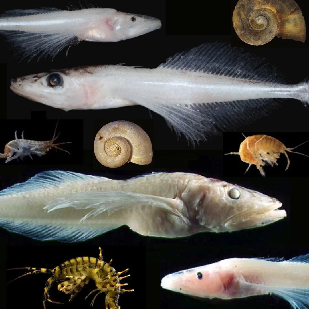 The Deep-Sea Podcast — Armatus Oceanic