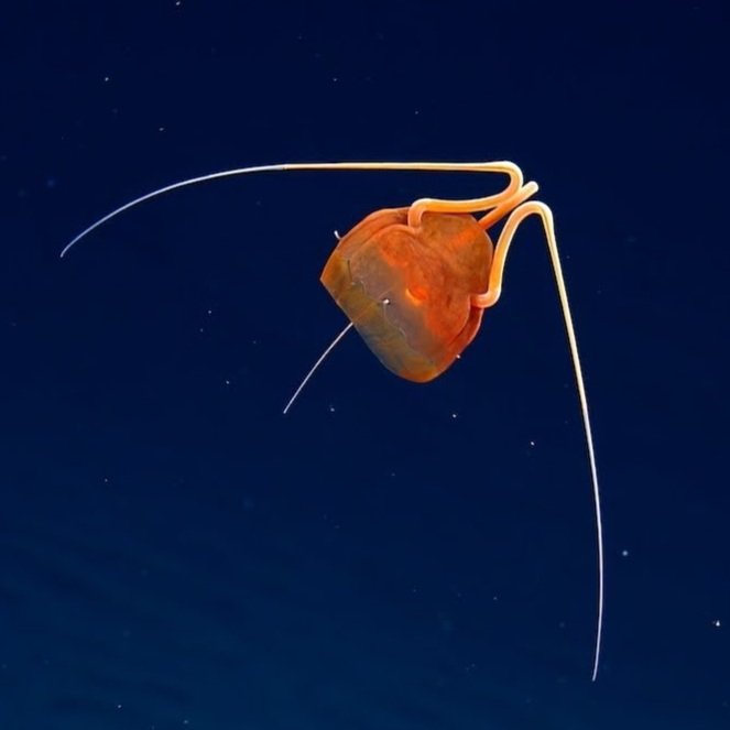 Deep sea jellies with George Matsumoto — Armatus Oceanic