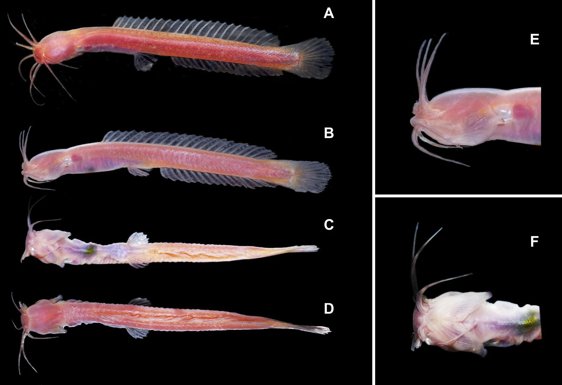 033 - Parasites with Rod Bray — Armatus Oceanic